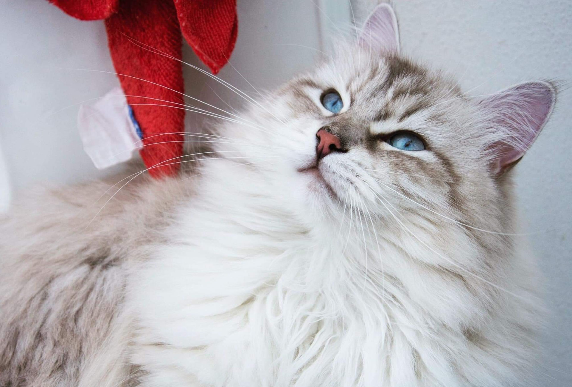 BLUE TABBY POINT - CUCCIOLI GATTO SIBERIANO DISPONIBILI