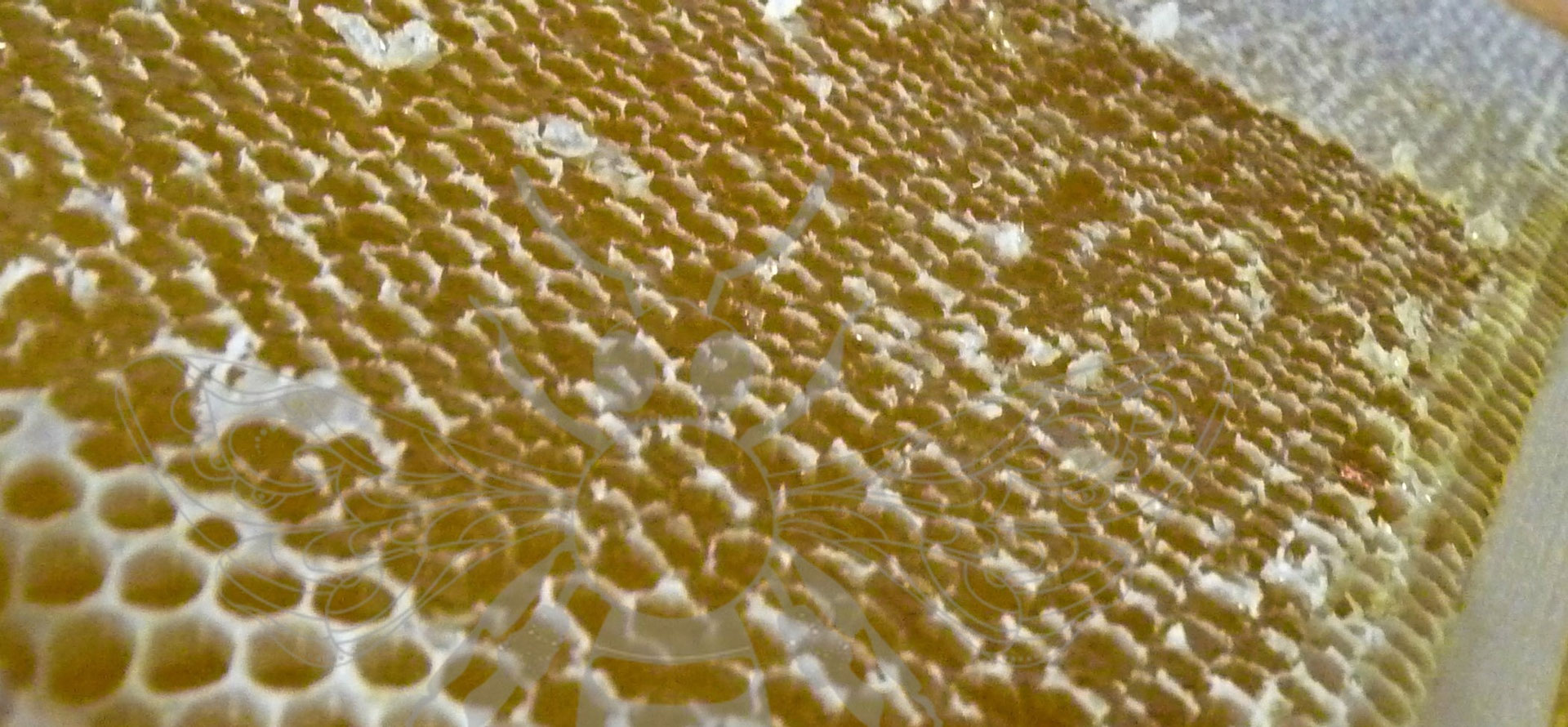 Honig: Flüssiges Gold, Lebenselixier, Nahrungs- und Heilmittel ...