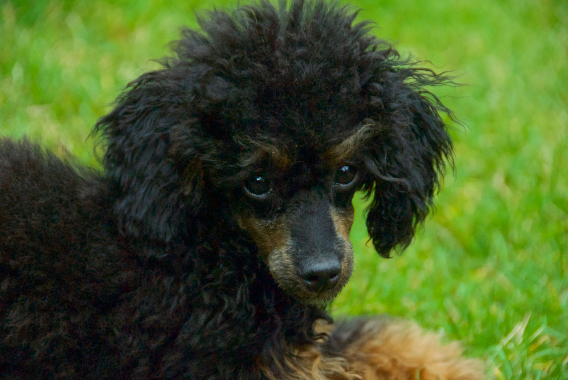 Start - zwerg-pudels Webseite!