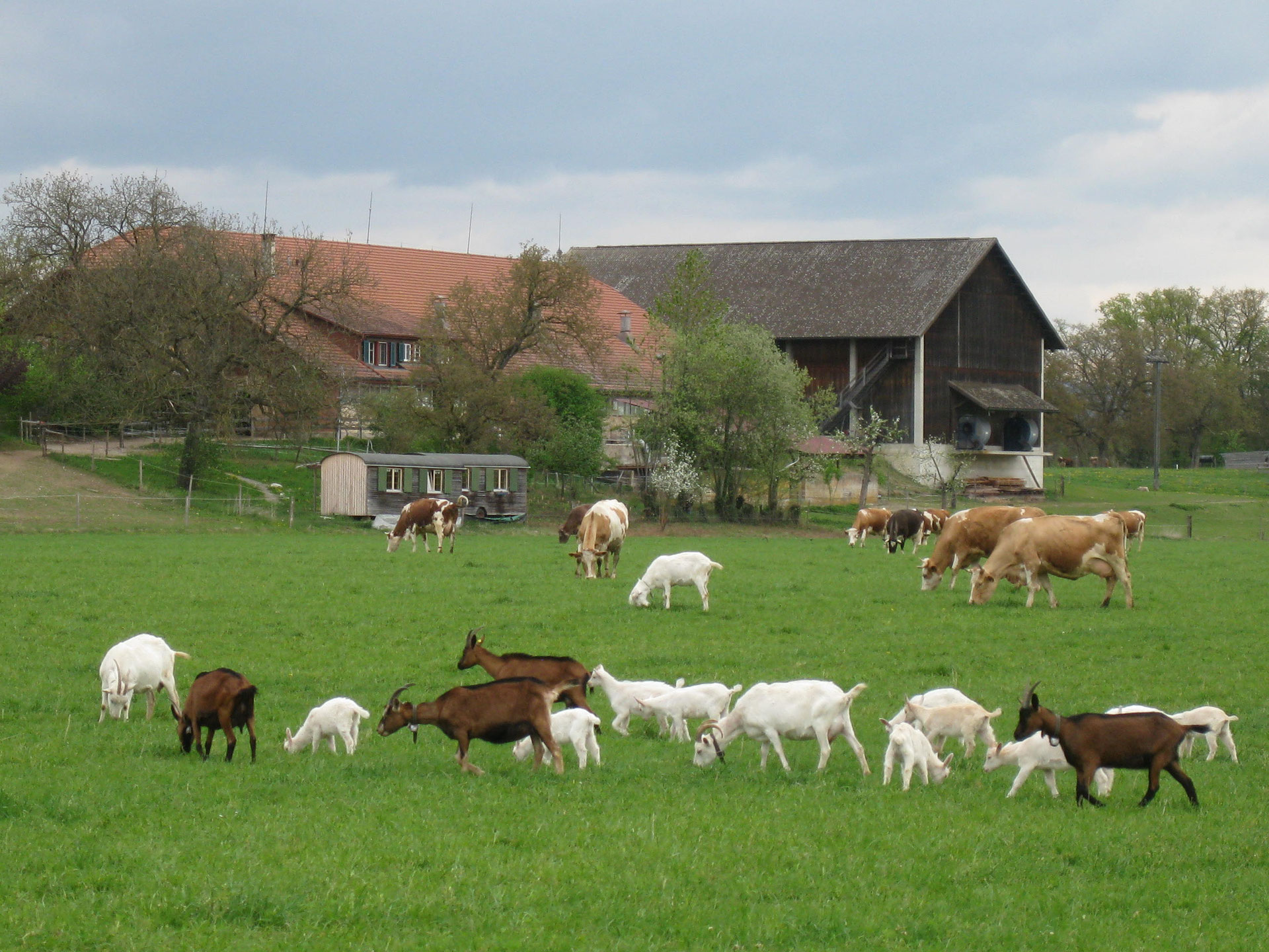 Weidegang im April - gutrheinaus Webseite!