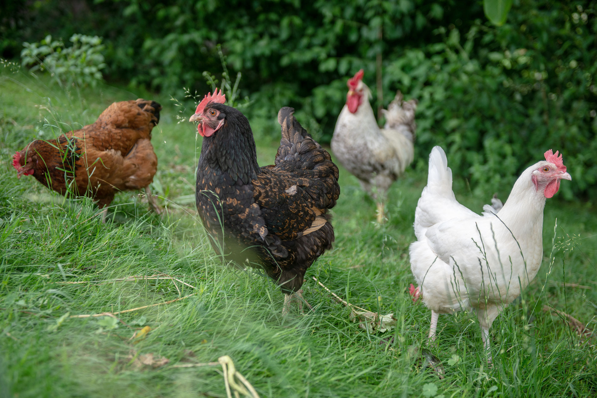 vom Huhn - gutrheinaus Webseite!