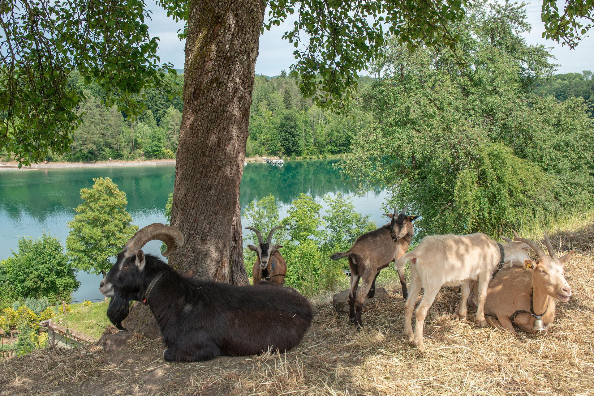 von der Ziege - gutrheinaus Webseite!