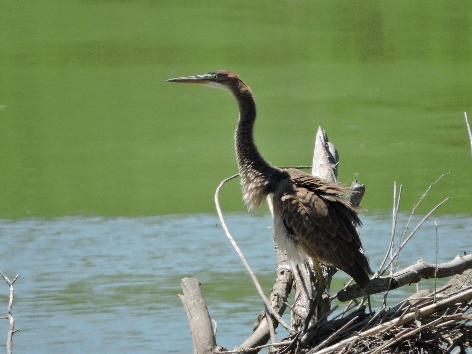 Purperreiger - 100 birds