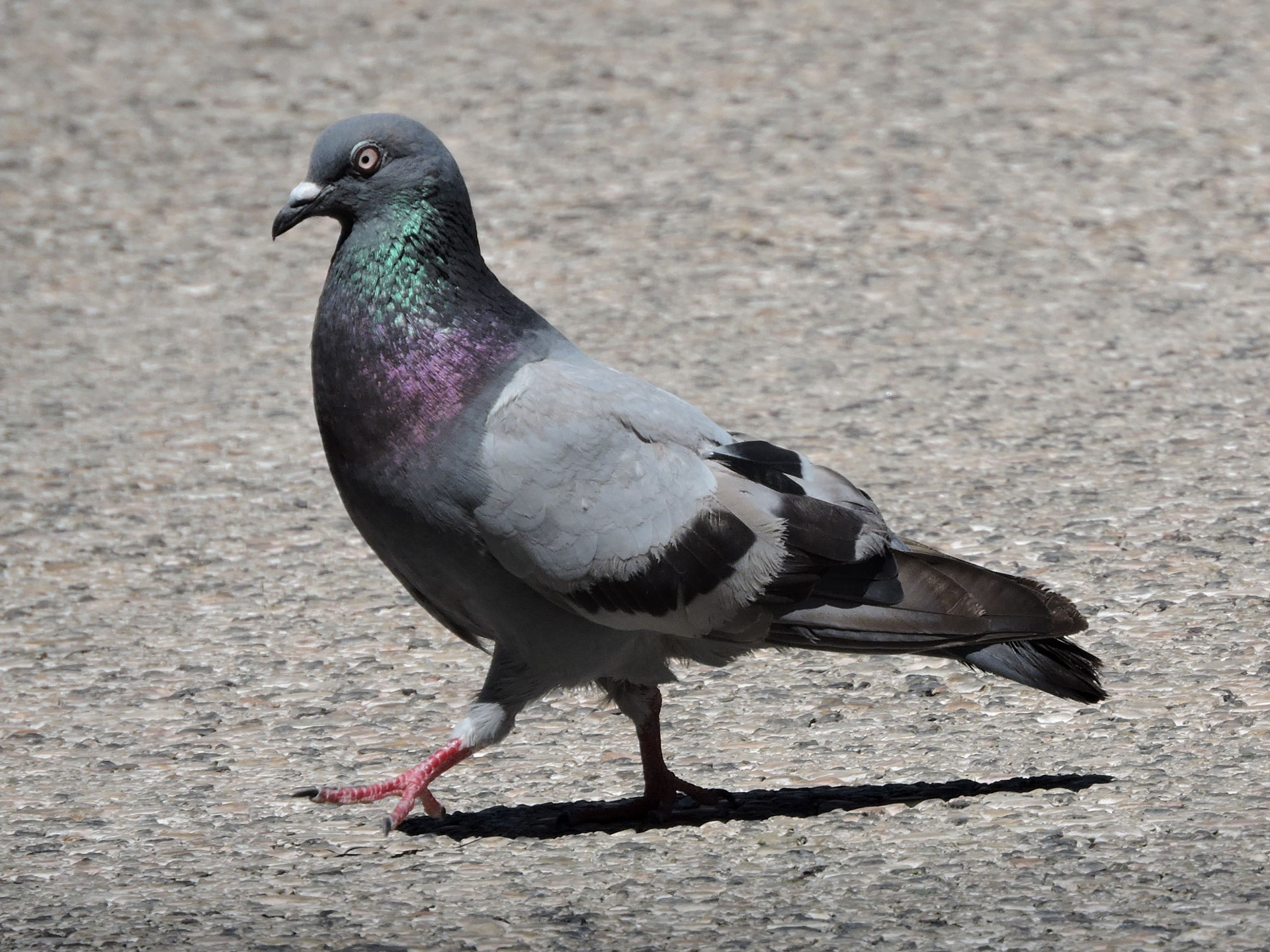 Rotsduif - 100 birds