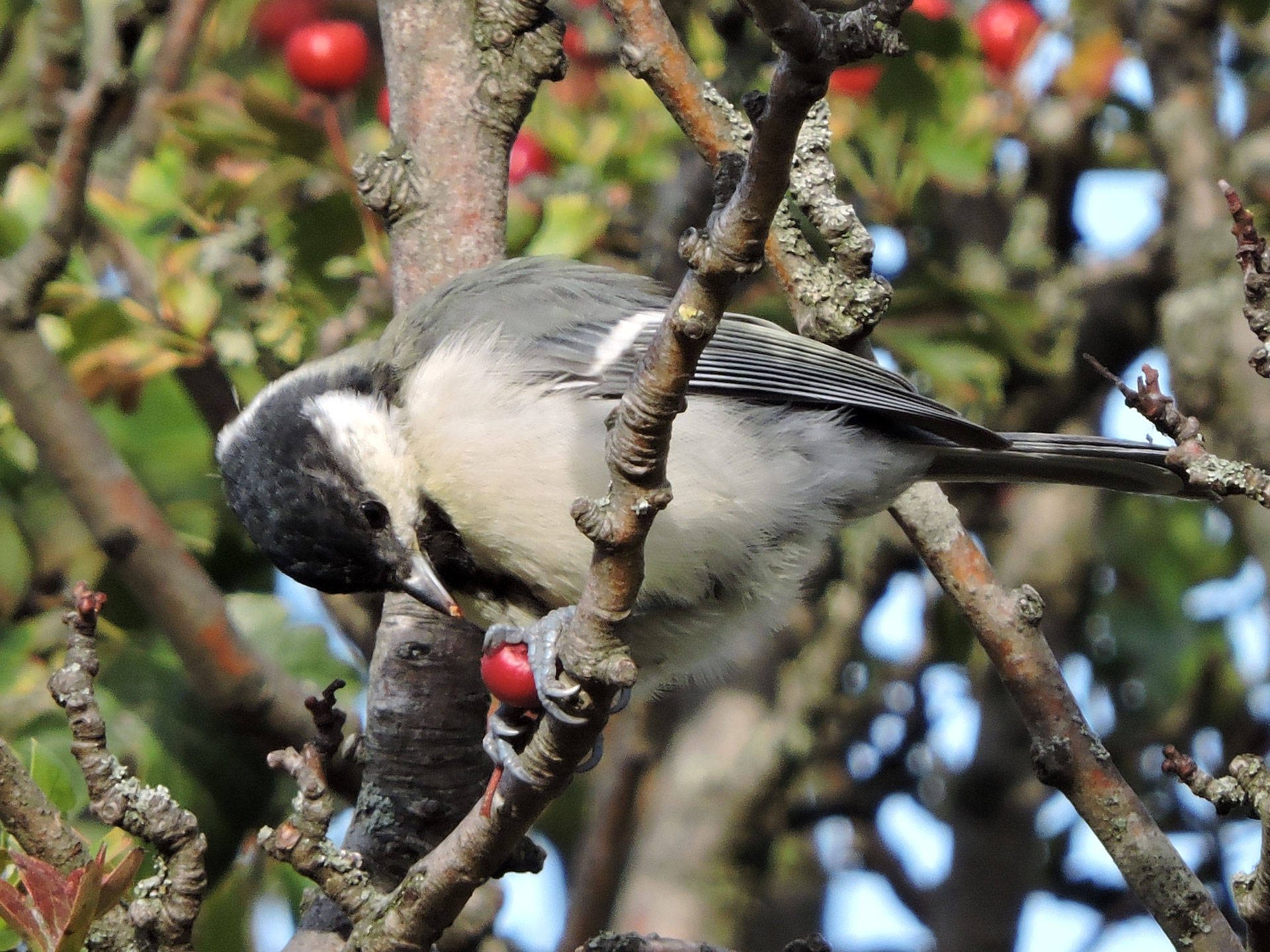 Zwarte Mees - 100 birds