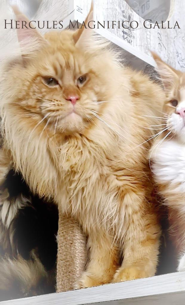 MAINE COON Males - питомник кошек kari-ochi