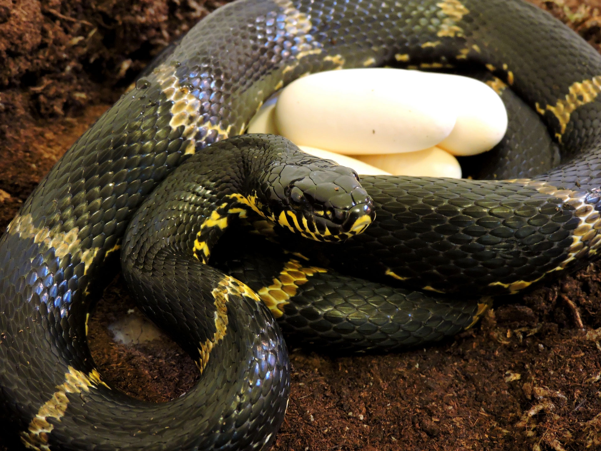 La Reproduction - Site Jimdo de shadows-passion!