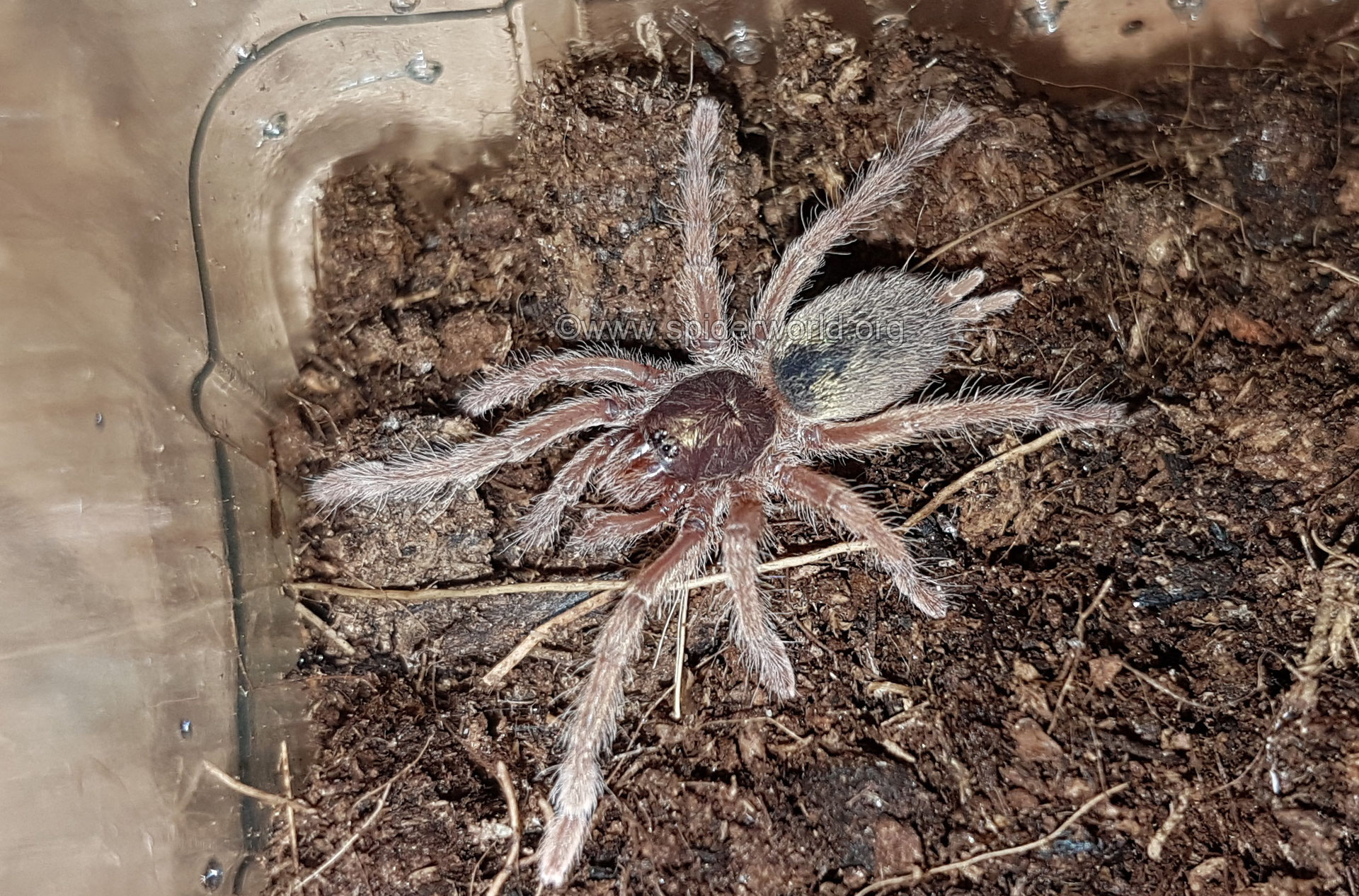 Holothele incei "Gold" - yvonnesspiderworlds Webseite!