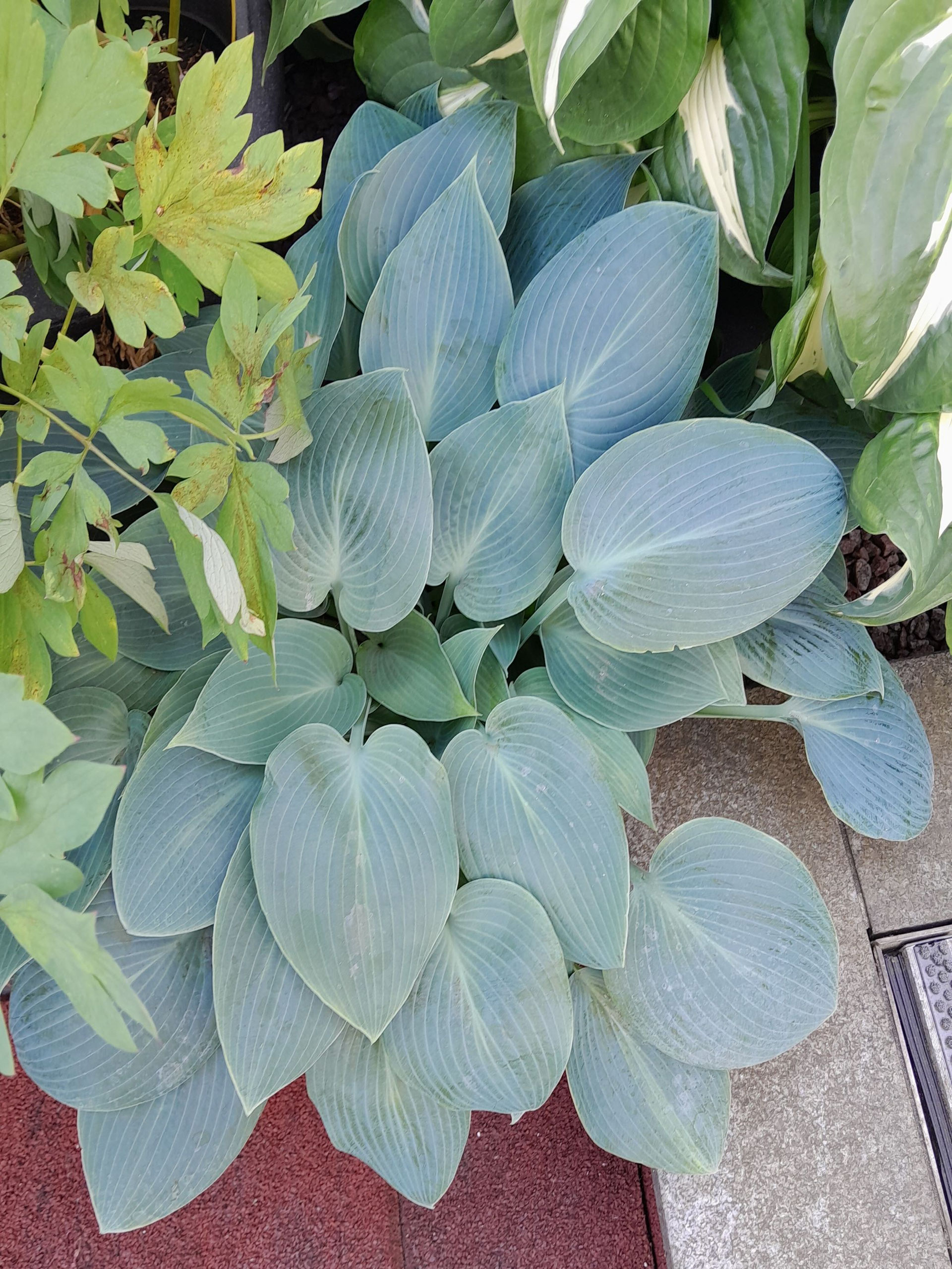 Halcyon - torys-kleine-hosta-datenbanks Webseite!