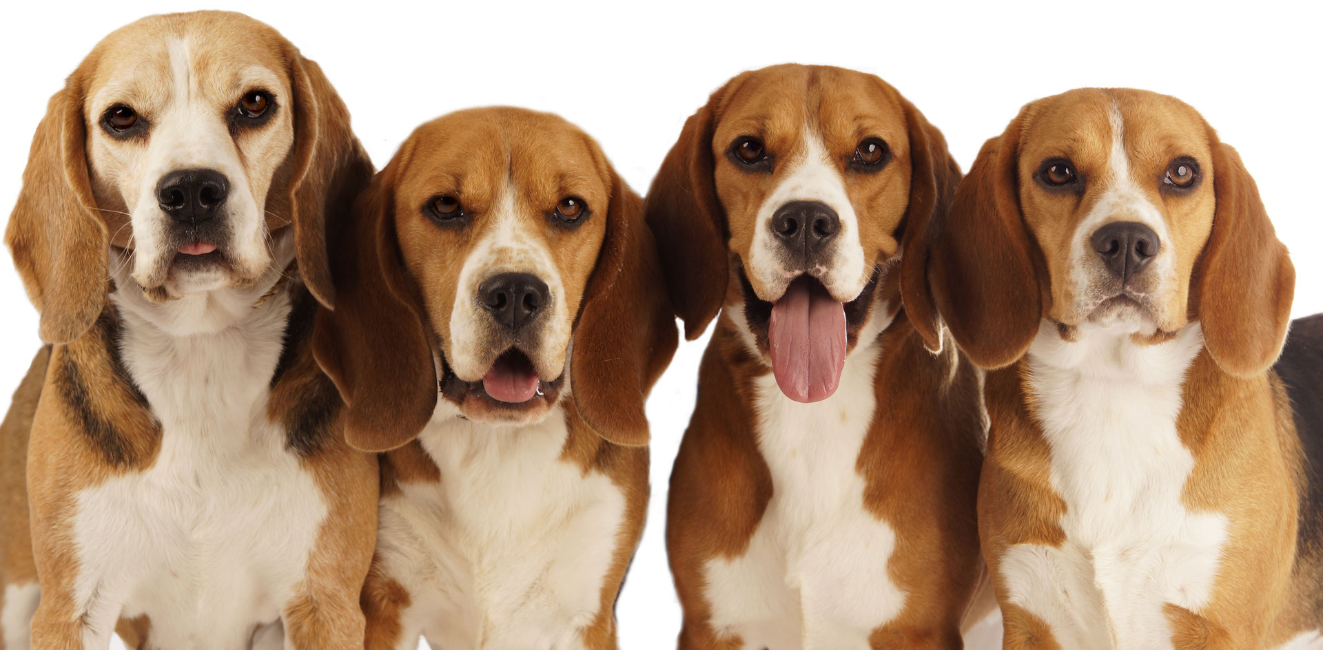 Bitches - From Yvori's Joy