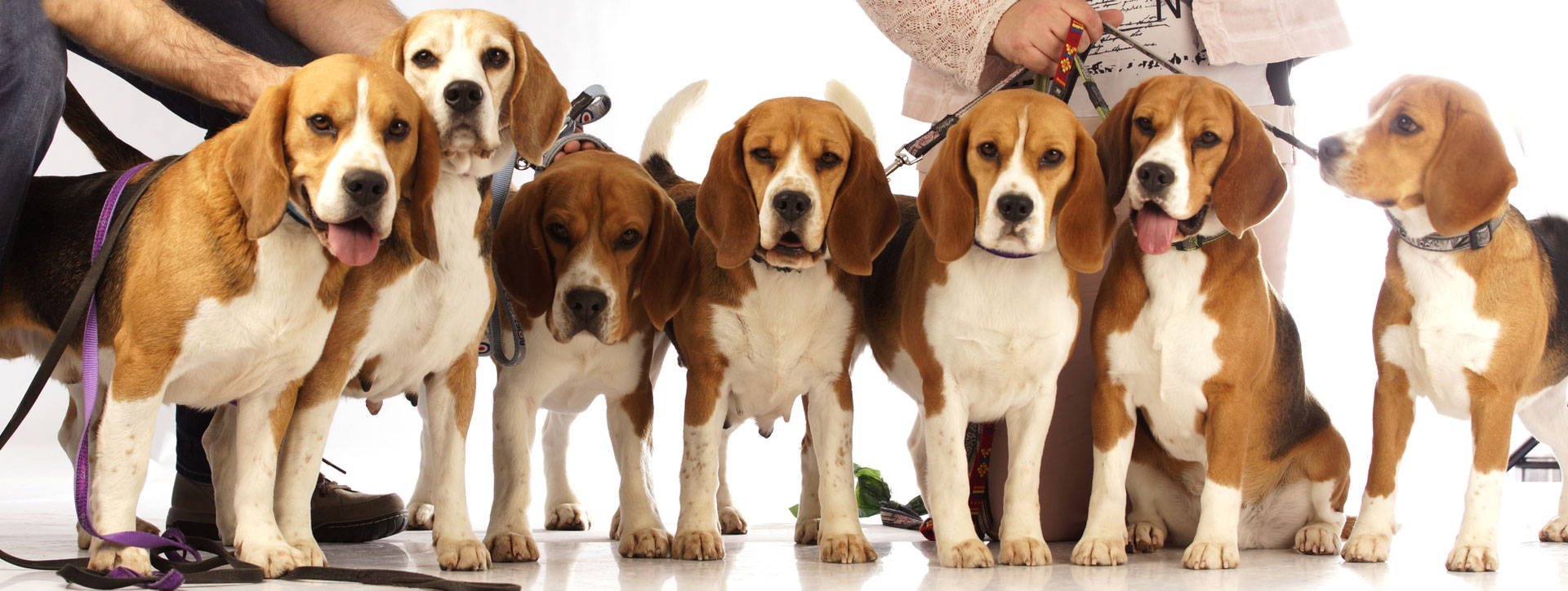 Dogs - From Yvori's Joy