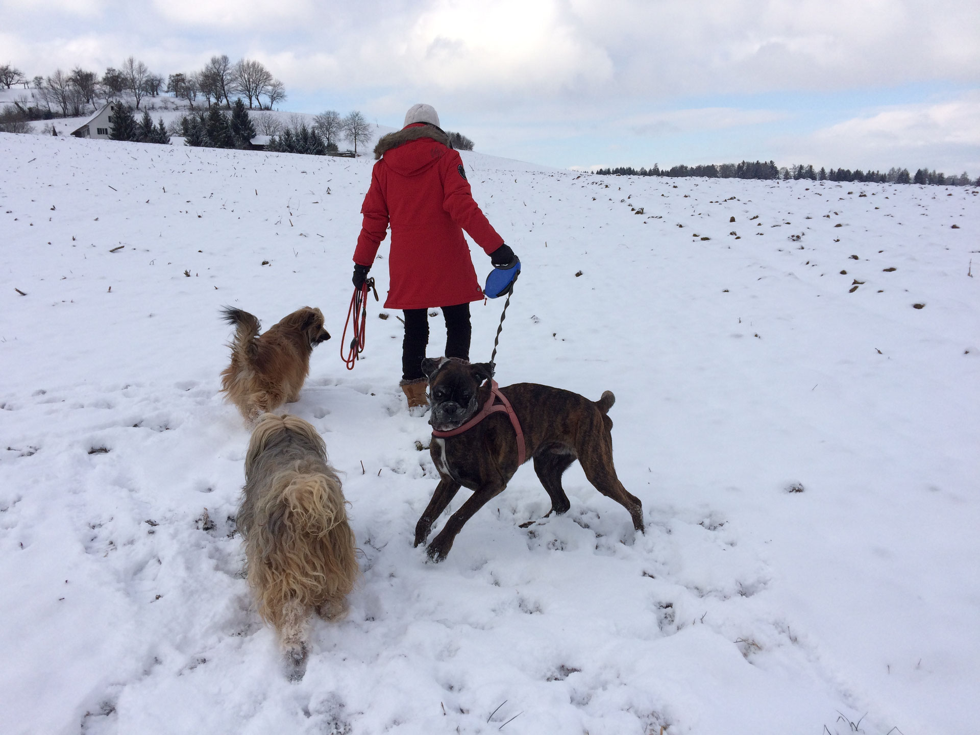 Boxer Gismo im Glück - Mensch und Tier im Glück