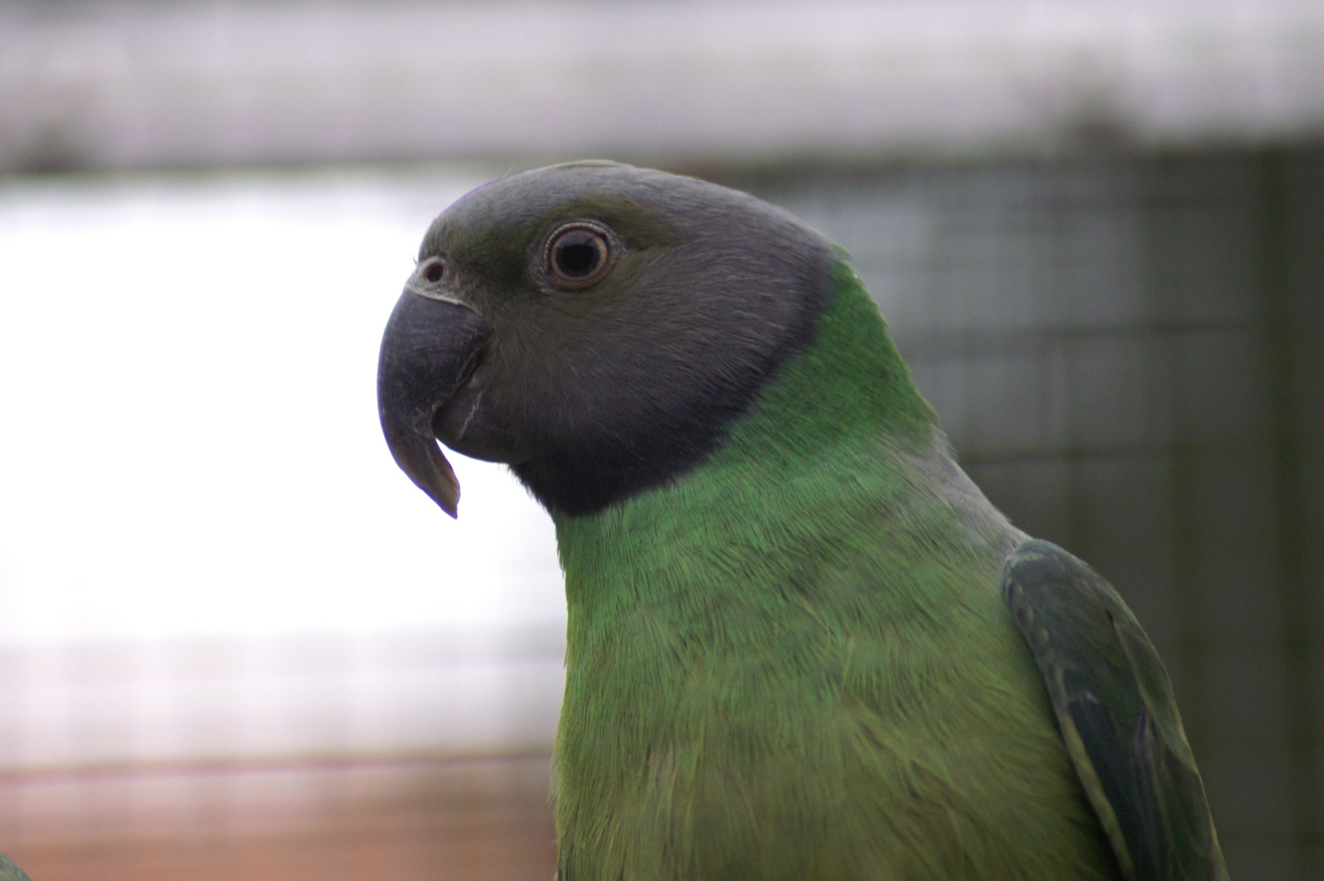 Blauschwanzedelsittich - edelsittichs jimdo page!