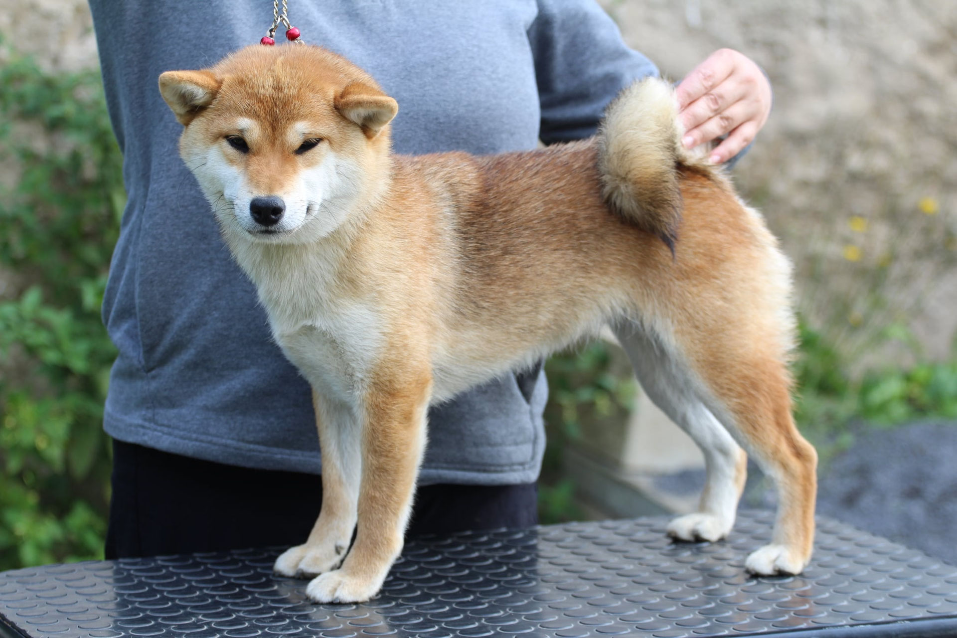 WHISPER TO ME INCIPITA VITA - shibas-inu's JimdoPage!