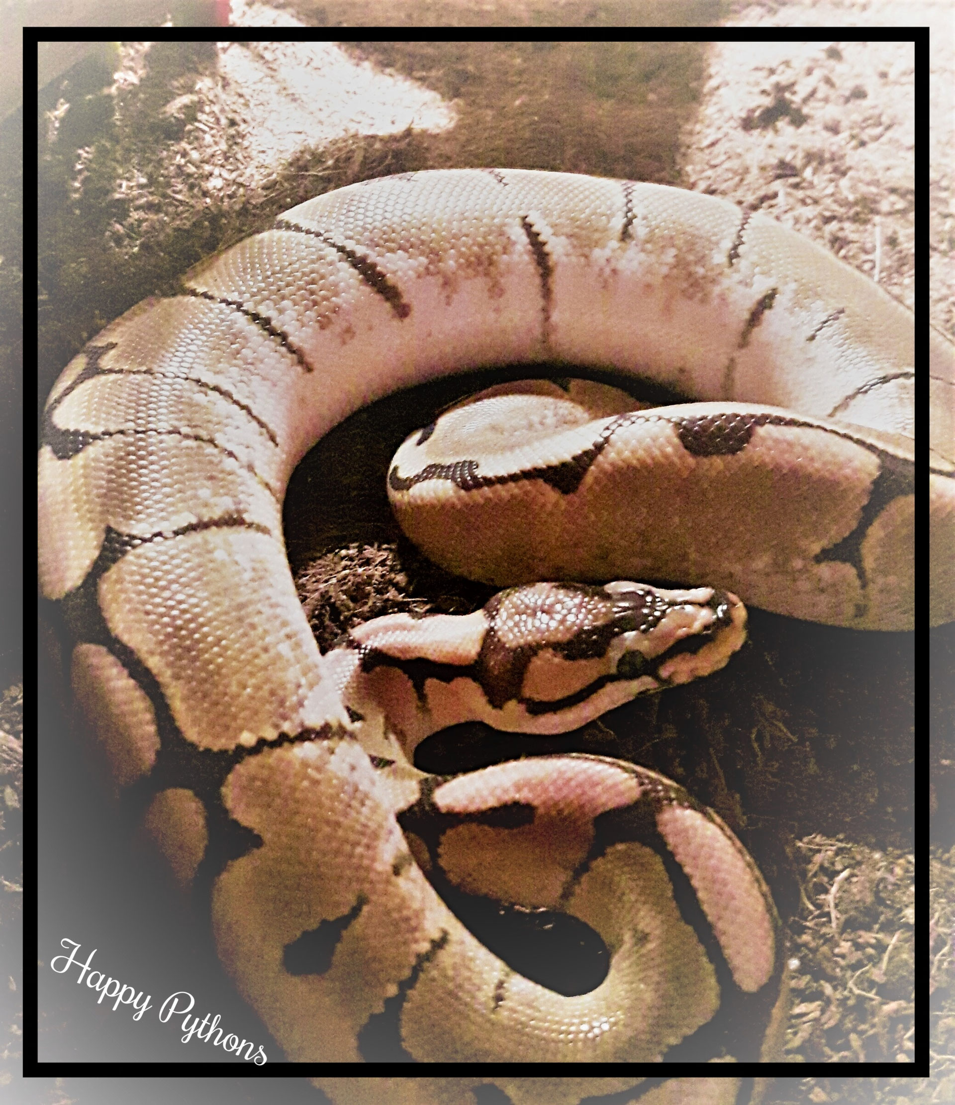 Gendefekte beim Python Regius - Happy Pythons - Python regius