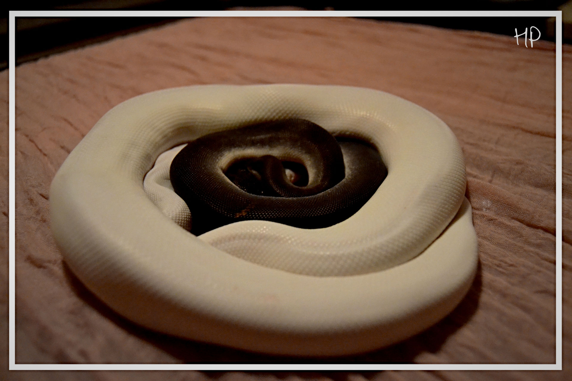 Galerie - Happy Pythons - Python regius