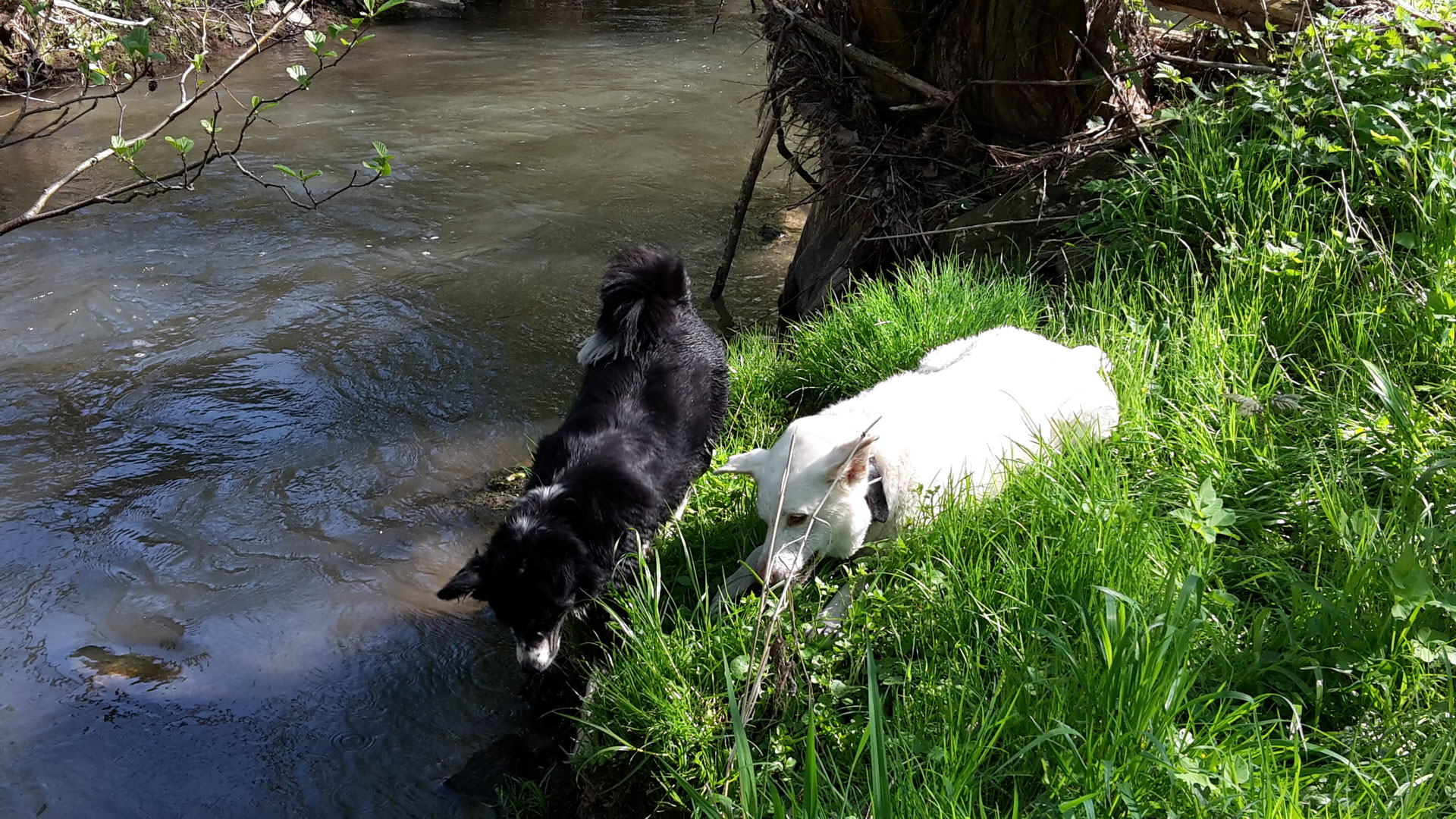 Meine Hunde - enyas-paradises Webseite!