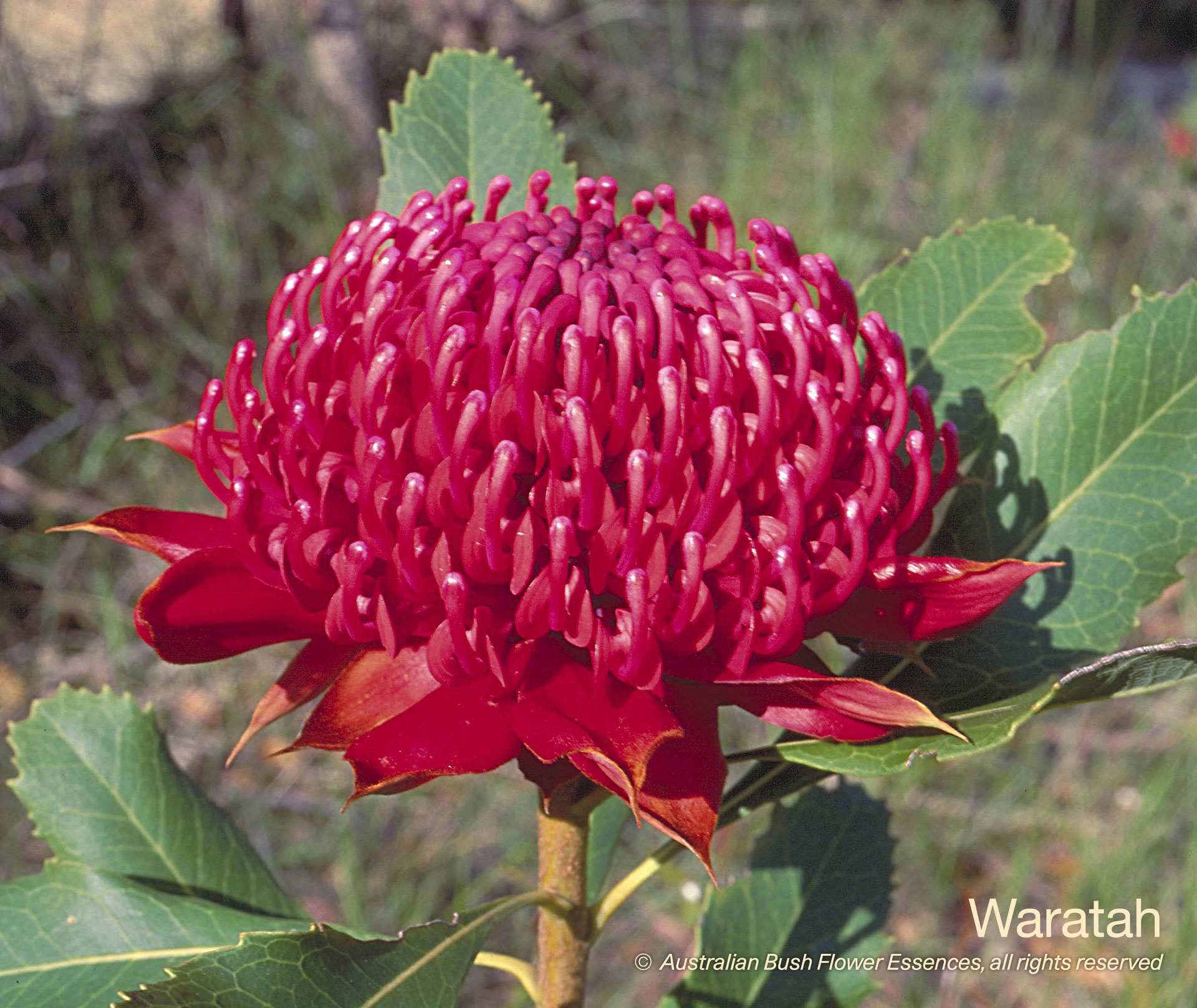 Monga Waratah Flower Essence | Best Flower Site