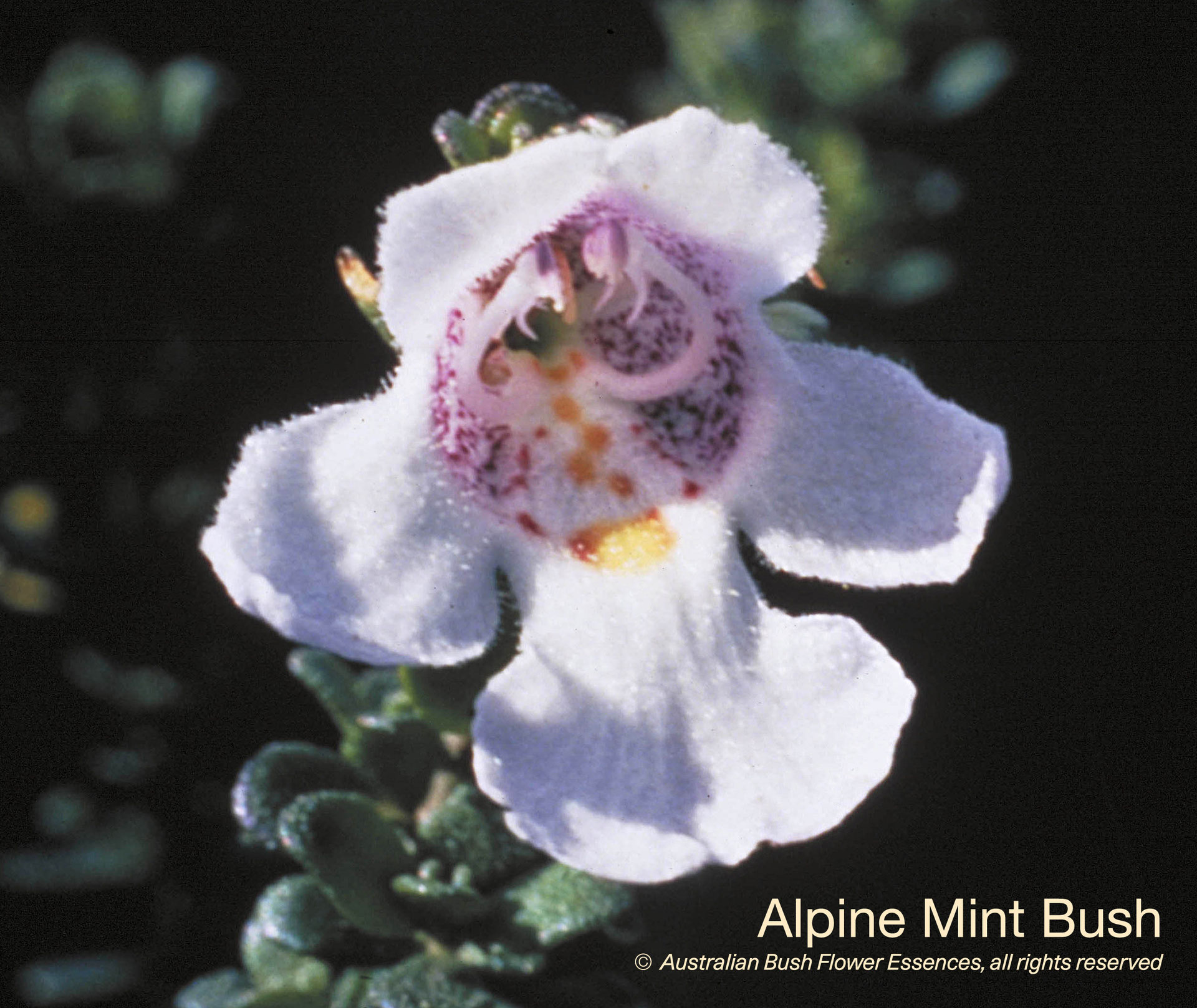 1. Alpine Mint Bush - Ricarda Vervoorst Blütenessenzen