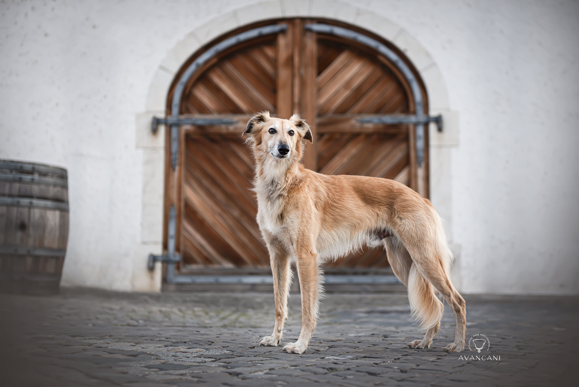 Silken Windsprite - con buen corazón - eine Silken Windsprite Zucht