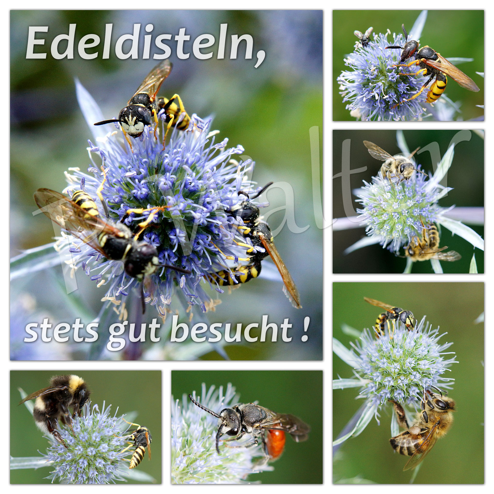 Blaue EDELDISTEL, Mannstreu - Wildbienen & Co. - Fotos, Infos, Tipps