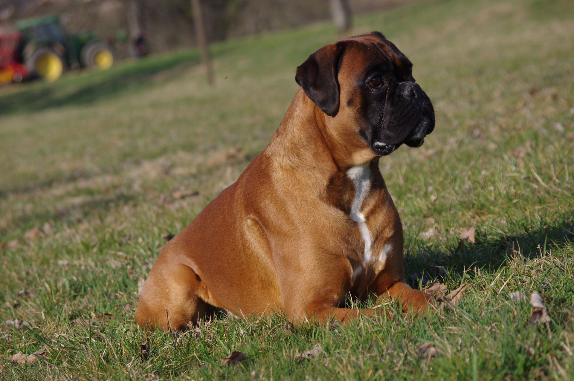 Elevage Berger Allemand Alsace