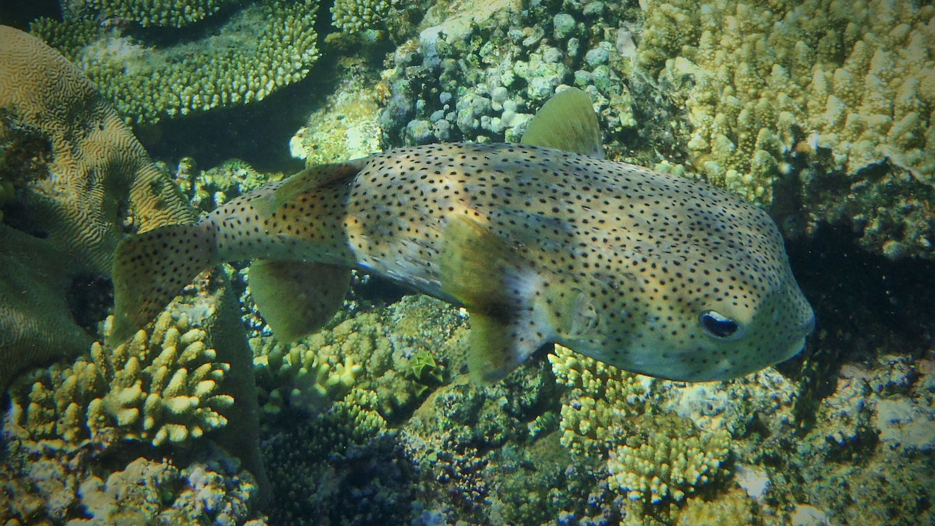 Diodon hystrix (najeżka, Porcupinefish) - Red Sea Reef Snorkeling ...