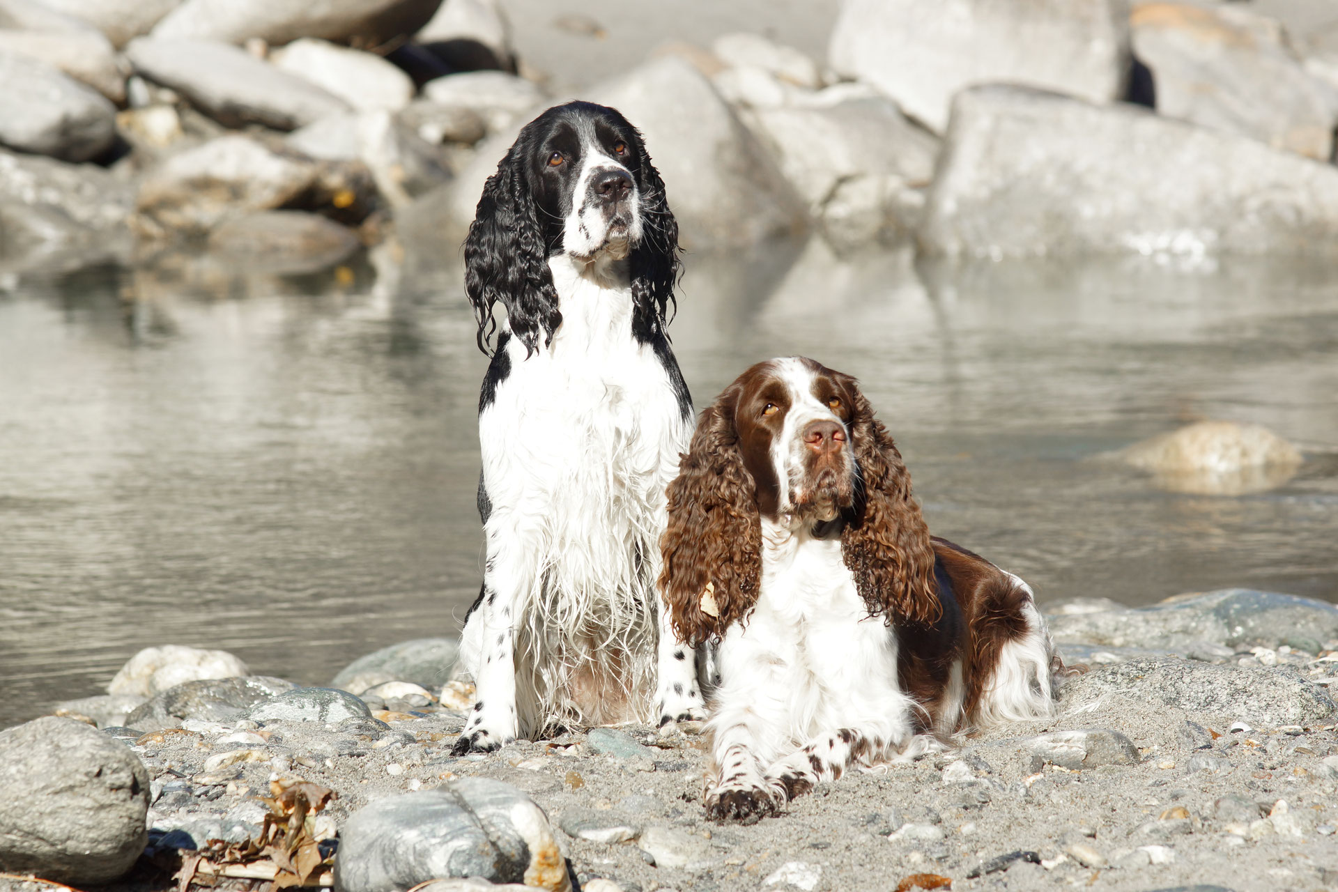 Meine Hunde - englisch-springer-spaniels Jimdo-Page!