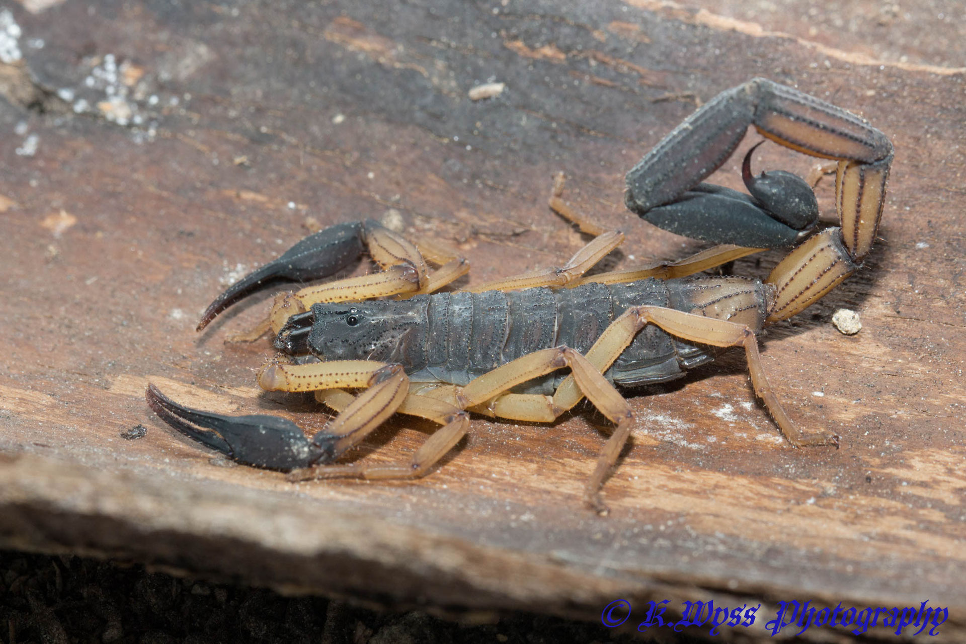 centruroides bicolor