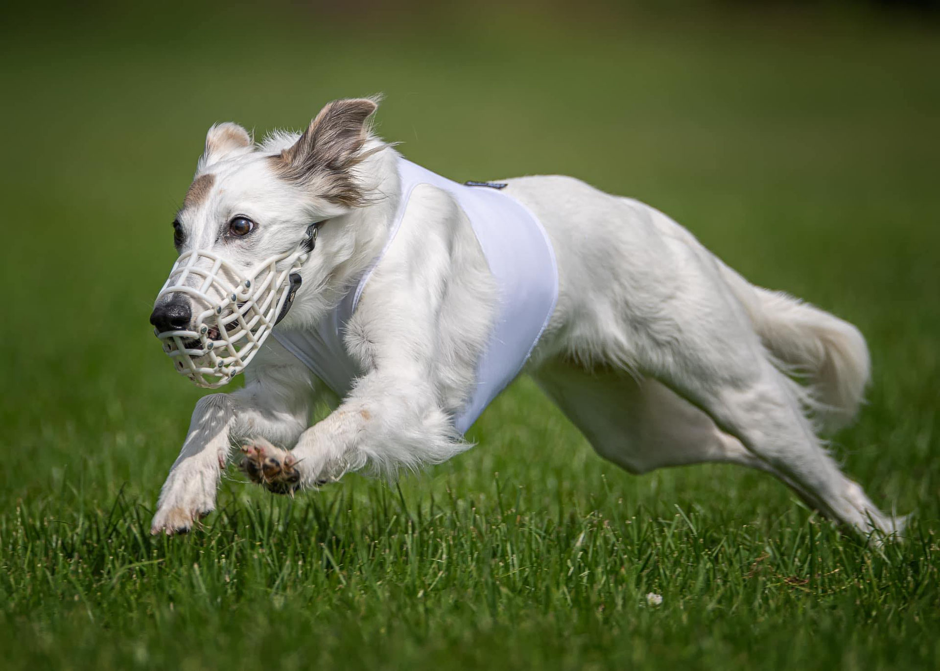 Silken Windsprite - American Stars of Switzerland - SKG Silken ...