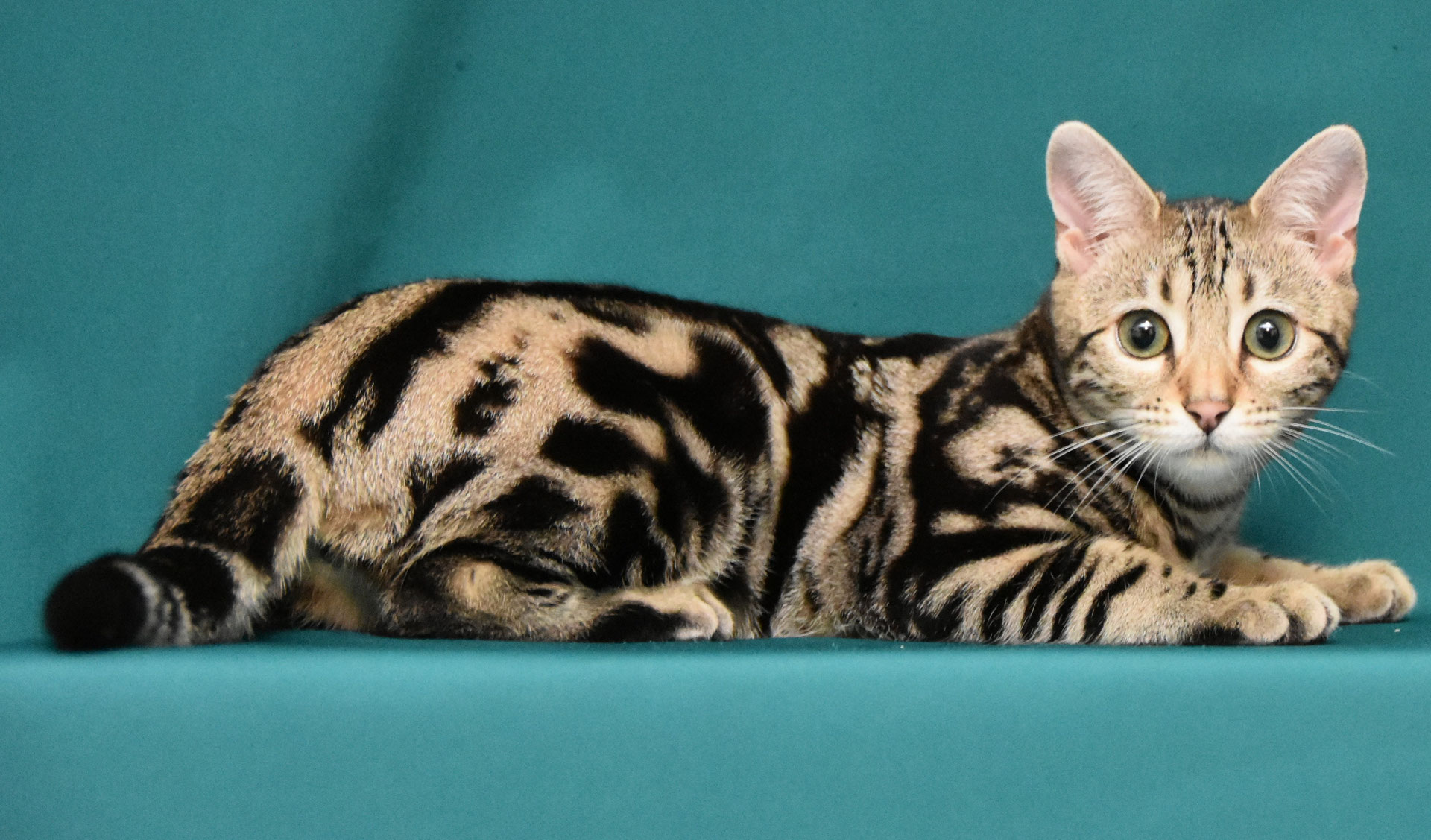 Queens - Silver Moon Bengals - de zilver bengaal - Silver marbled ...