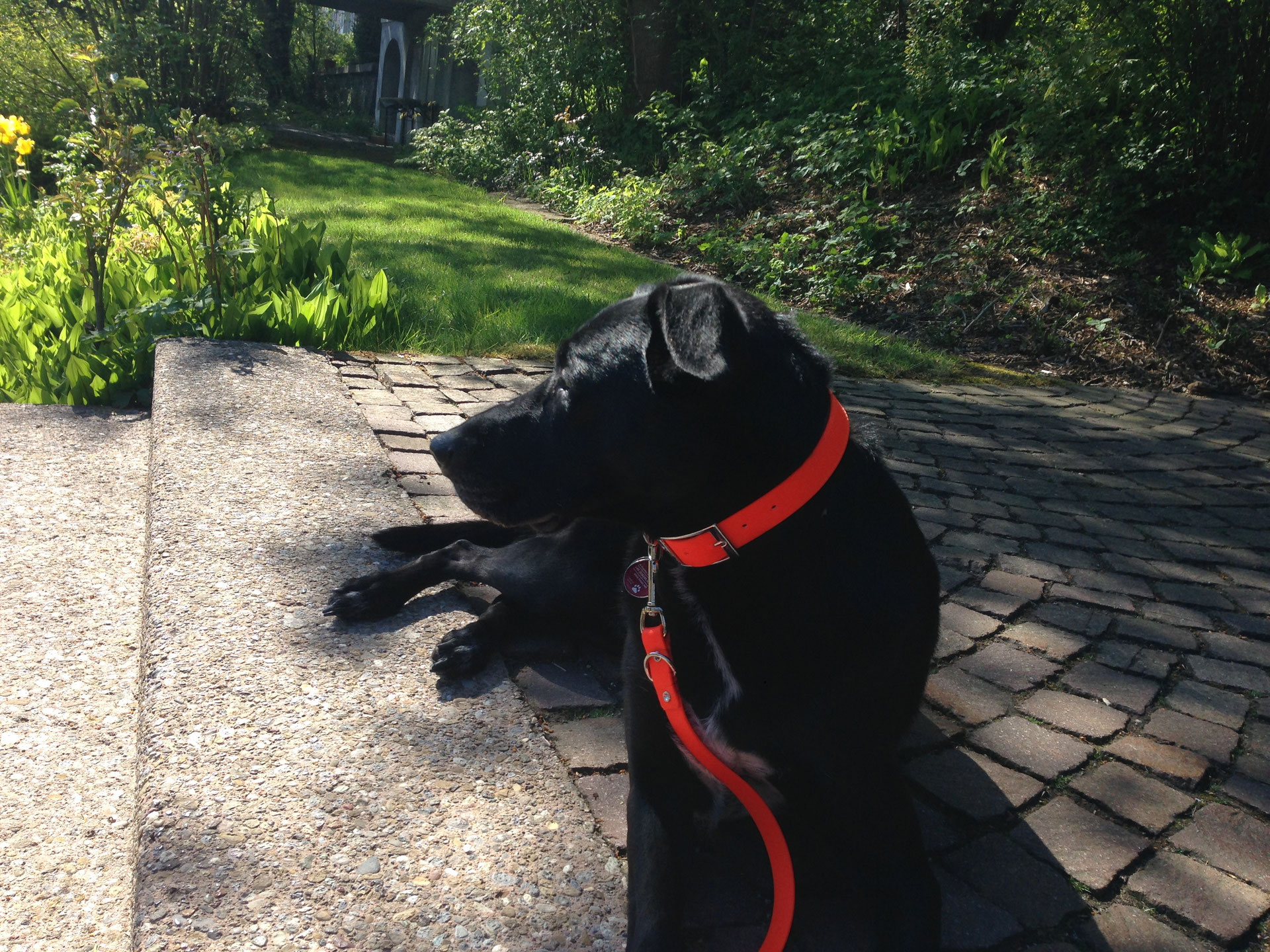 Gassi-Geh-Service/Hundebetreuung: - DOG-2Go Konstanz Gassi-service ...