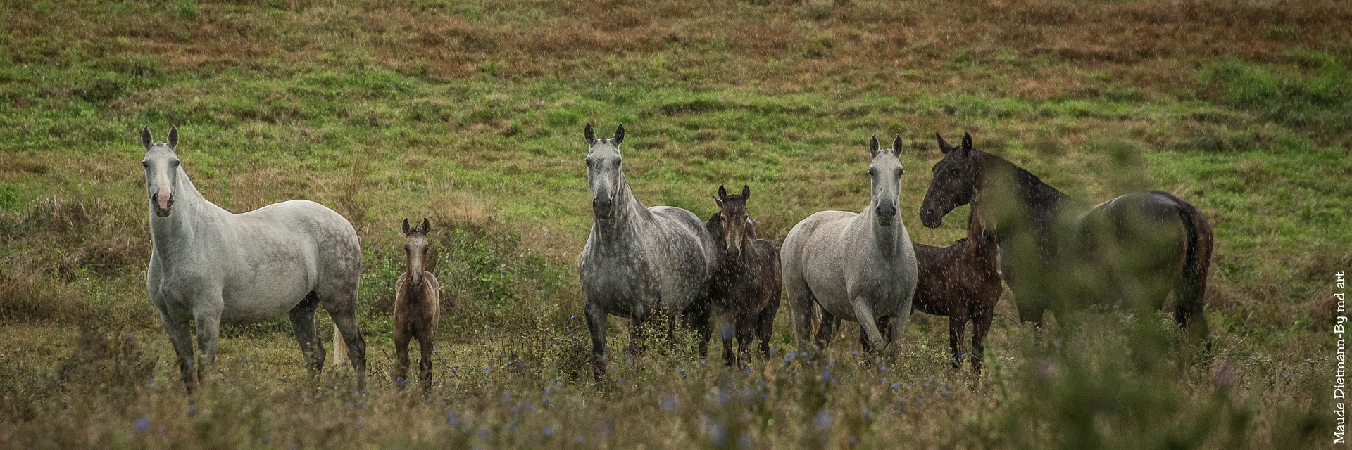 JUMENTS - Site de lusitaniendressage