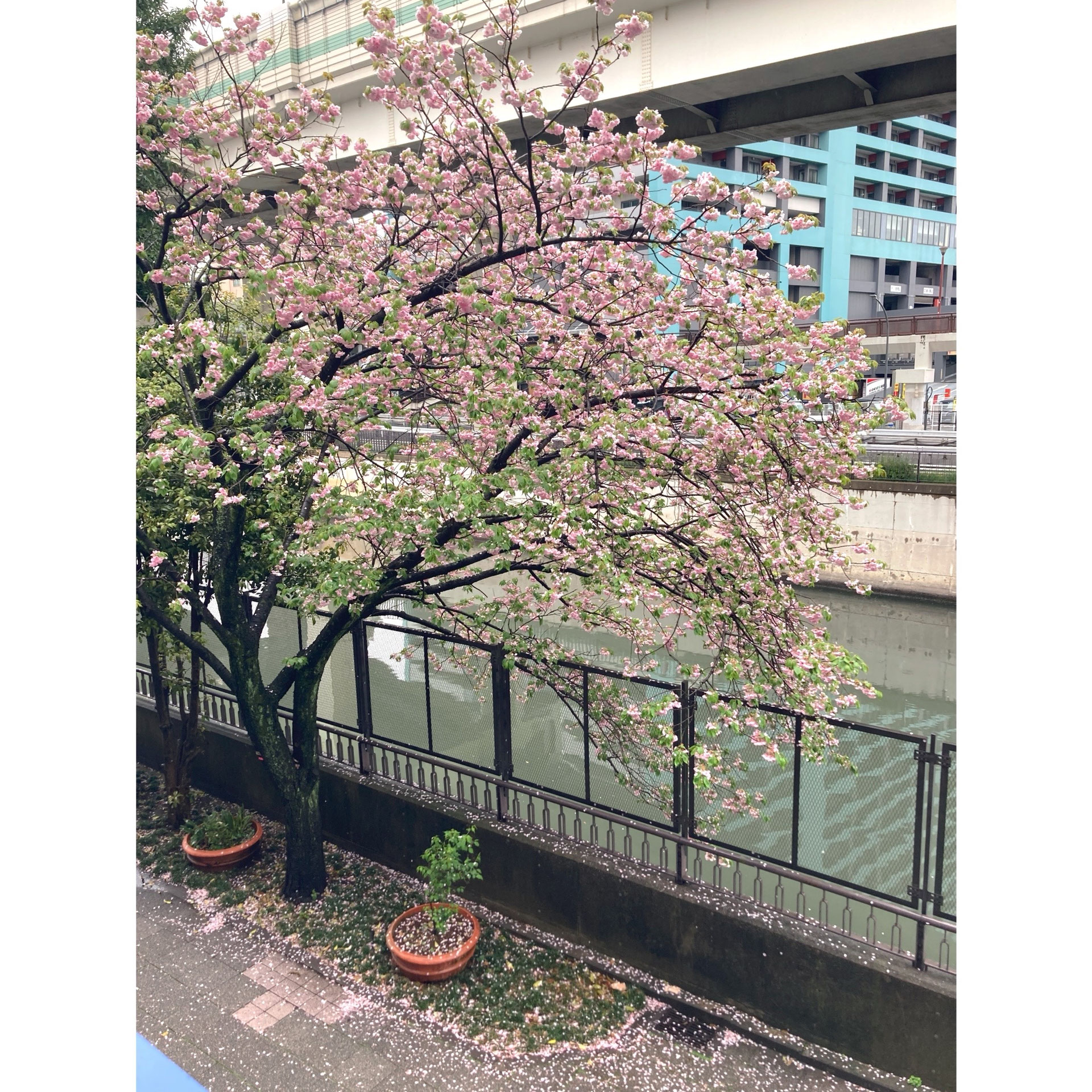 エイジングケアできるシャンプー新発売！！ - Grantus / 横浜元町・石川町の美容室