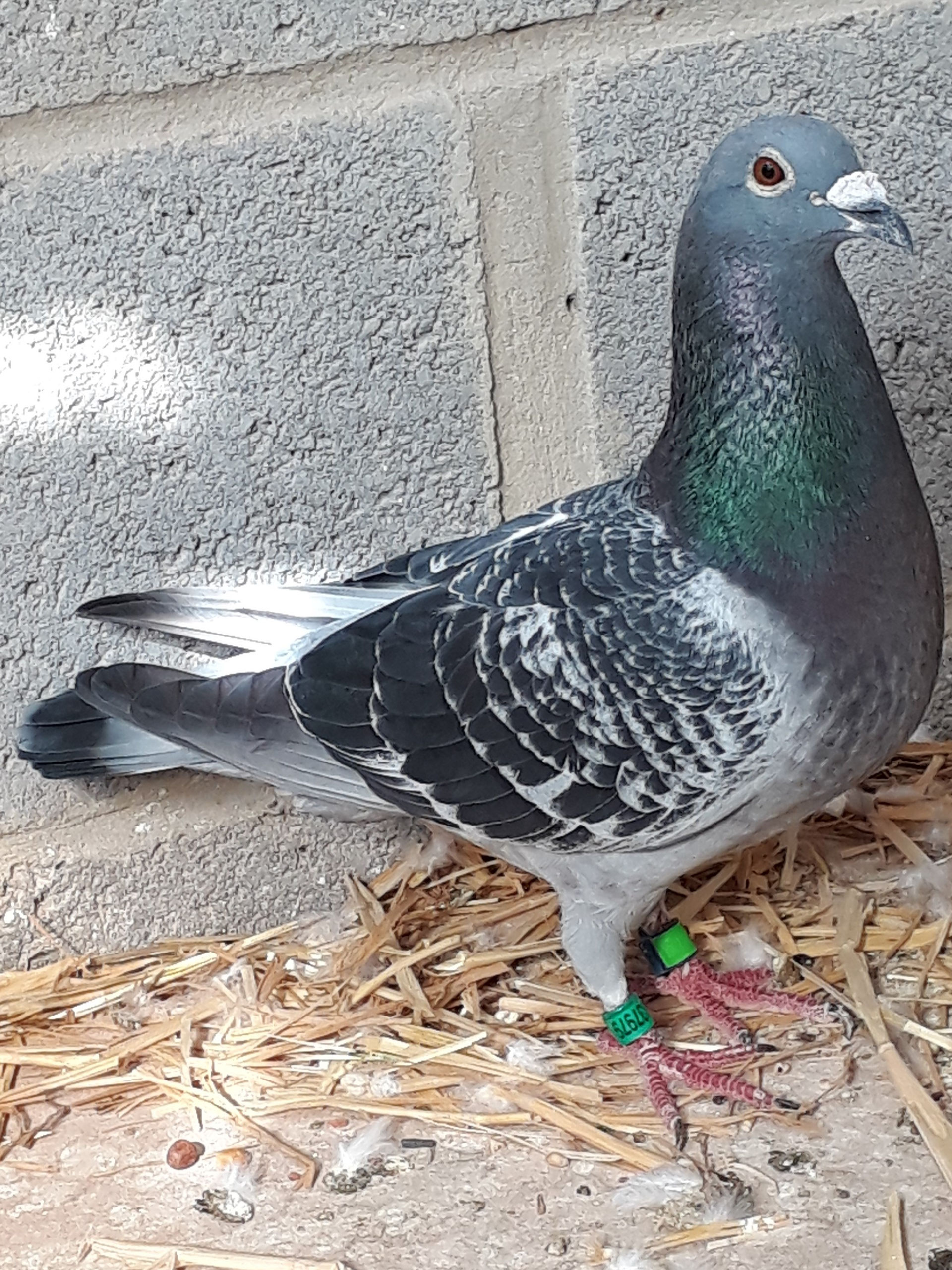 élevage pigeons voyageurs - Colombier Alain MARIN