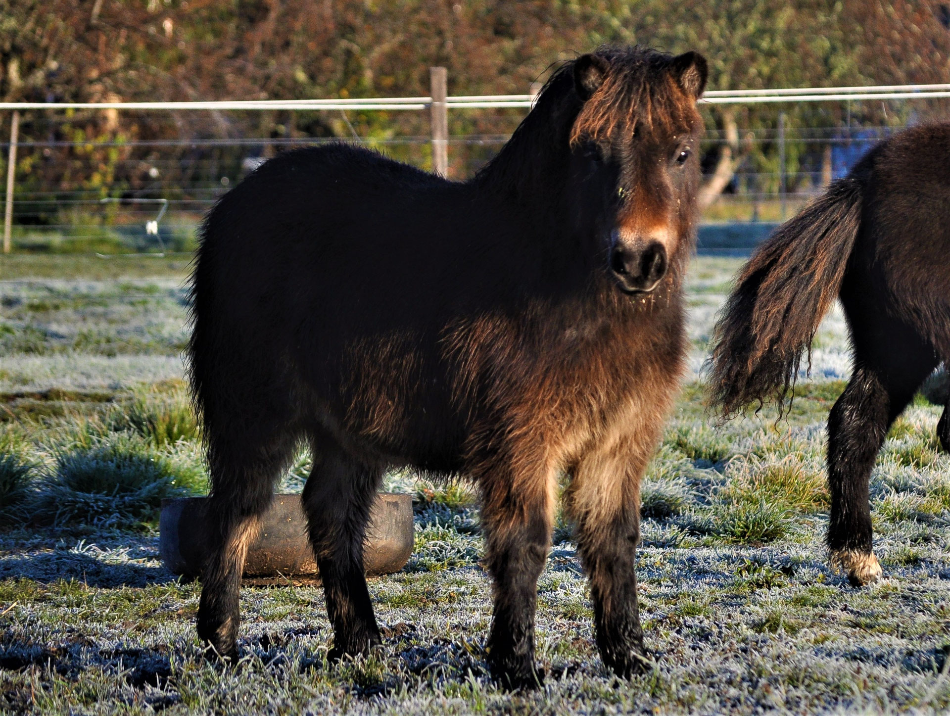 Mares and fillies - timarroncottageshetlandponies