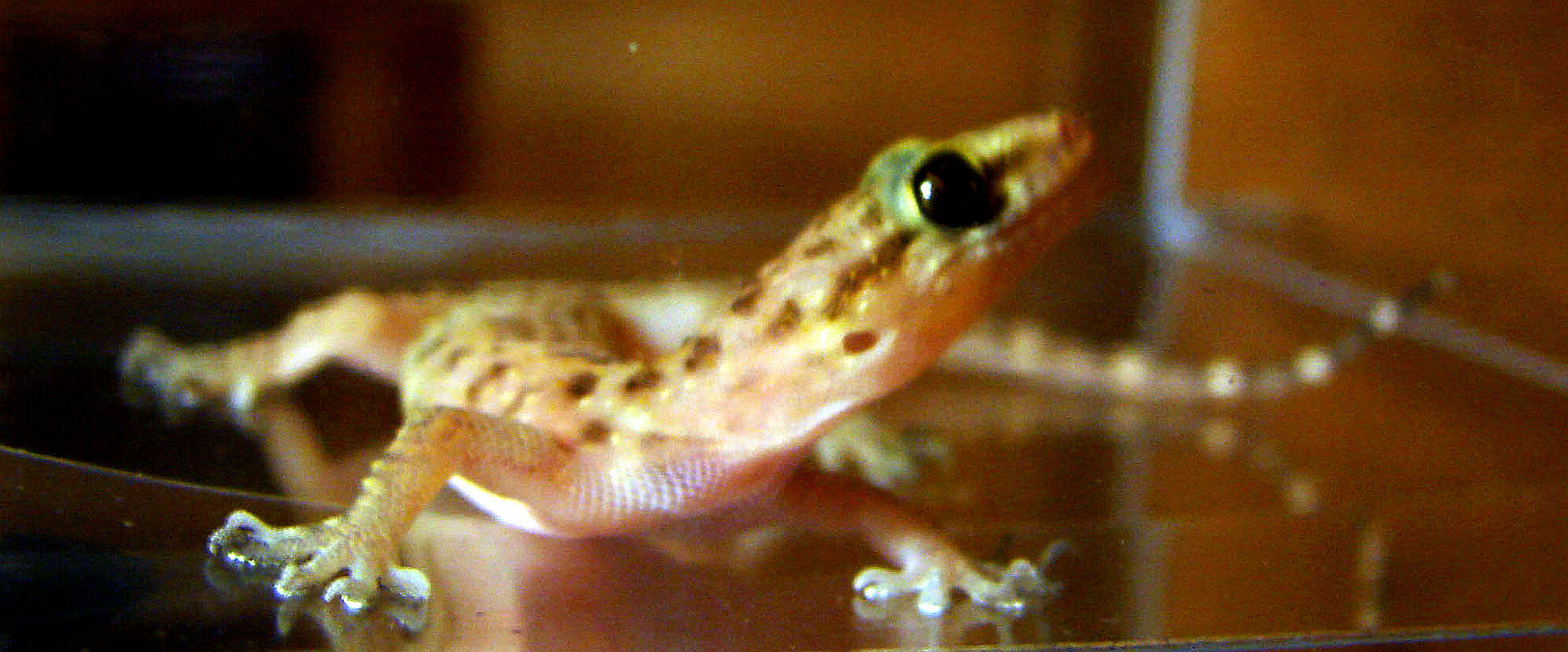 Geco - Kenya Vacanze