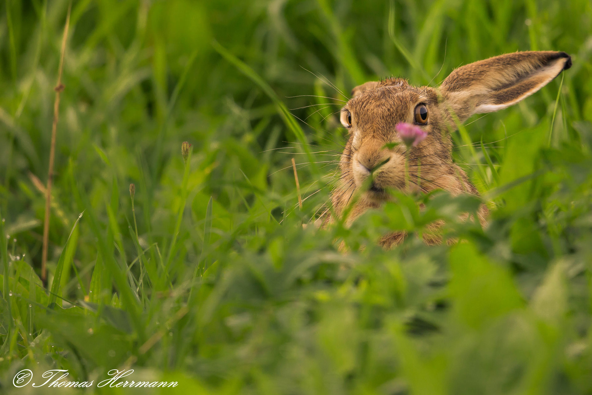 Der Feldhase (Lepus europaeus) - Hasenartige - Thomas Herrmann ...
