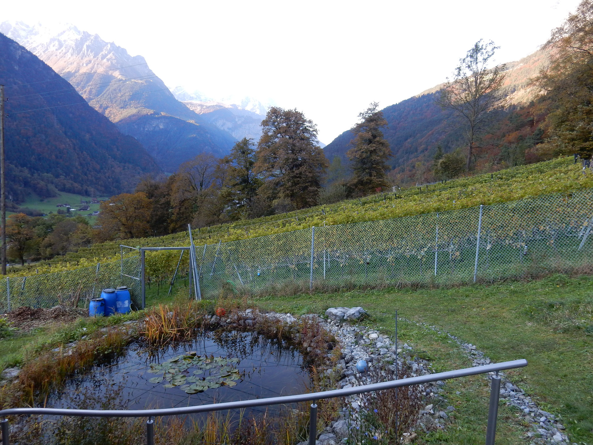 Urner Wein - rebberg-buchholz Silenen Uri Ruth und Joe Kempf-Holdener
