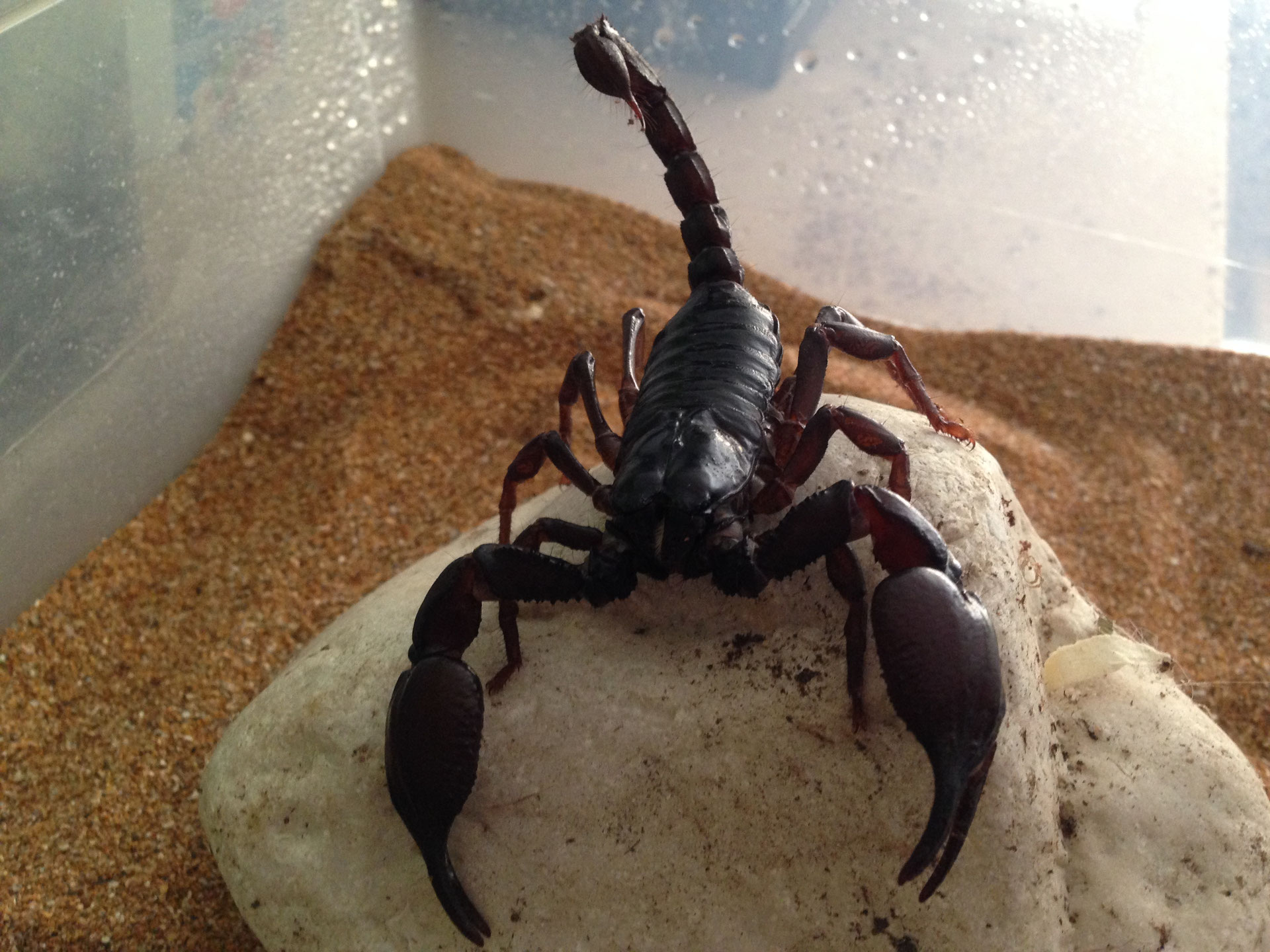 Scorpioni - Benvenuti su didatticanimals!