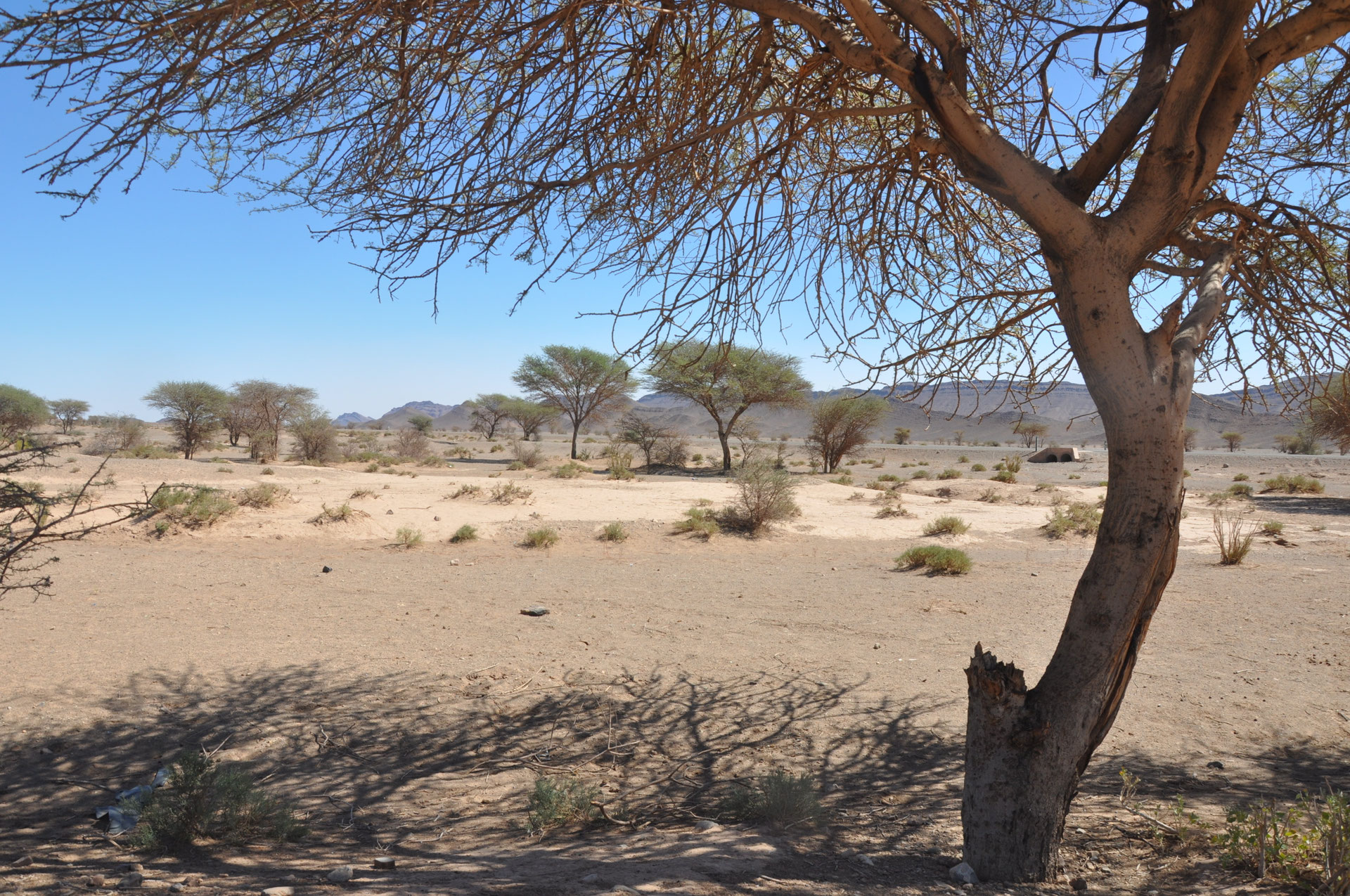 À propos - Site de insectedumaroc