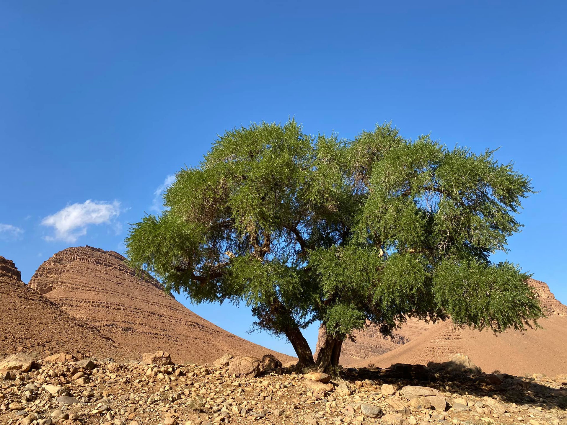 Novembre 2021 - Site de insectedumaroc