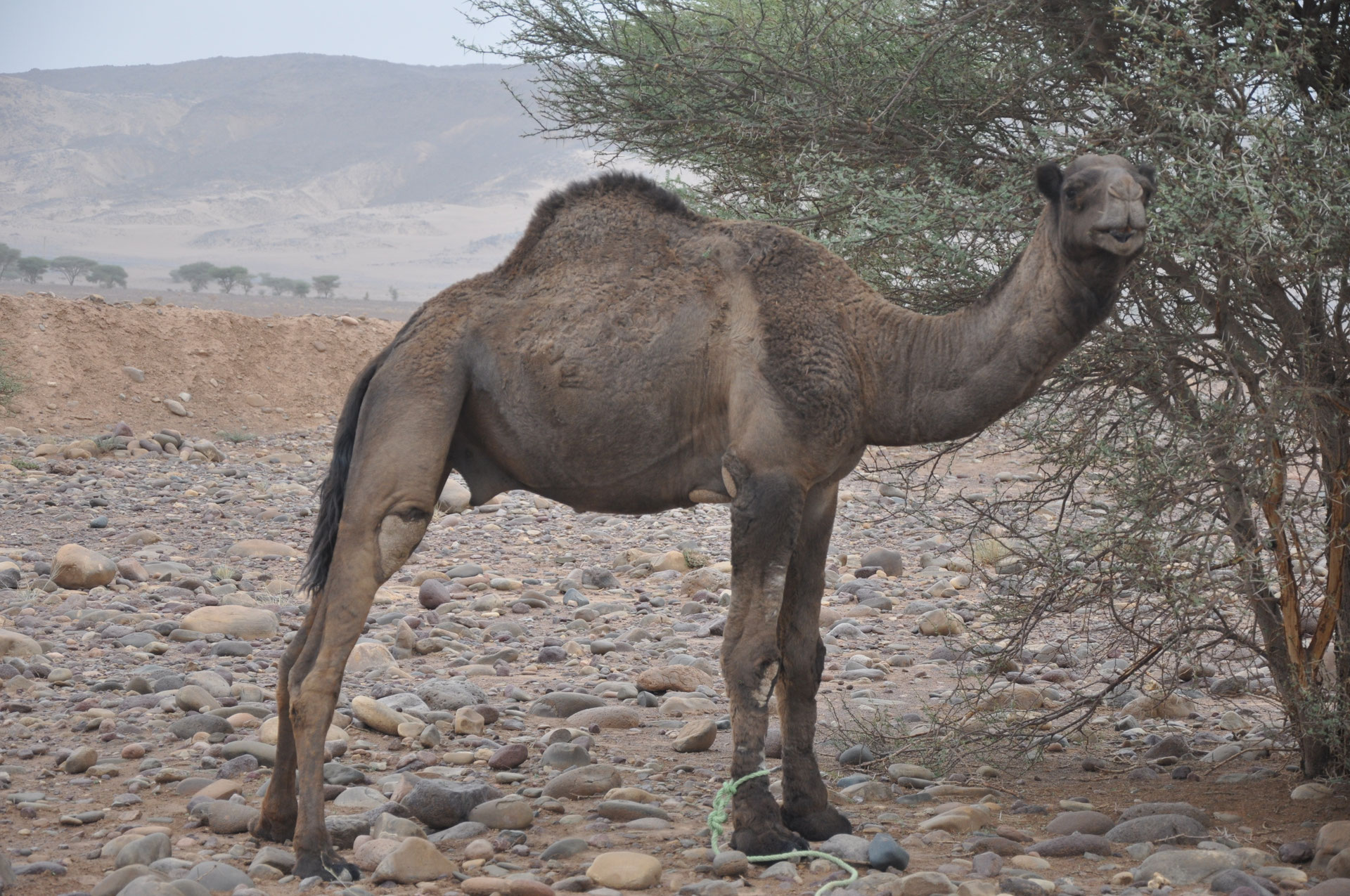 Octobre 2022 - Site de insectedumaroc
