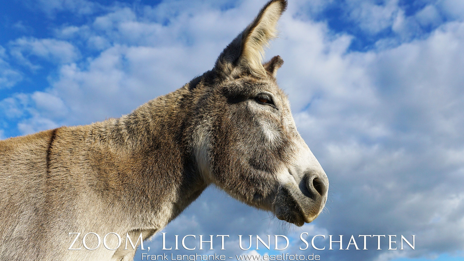 Esel Fotogalerien - Esel Workshops - Esel Kurse - Esel Fotogalerien
