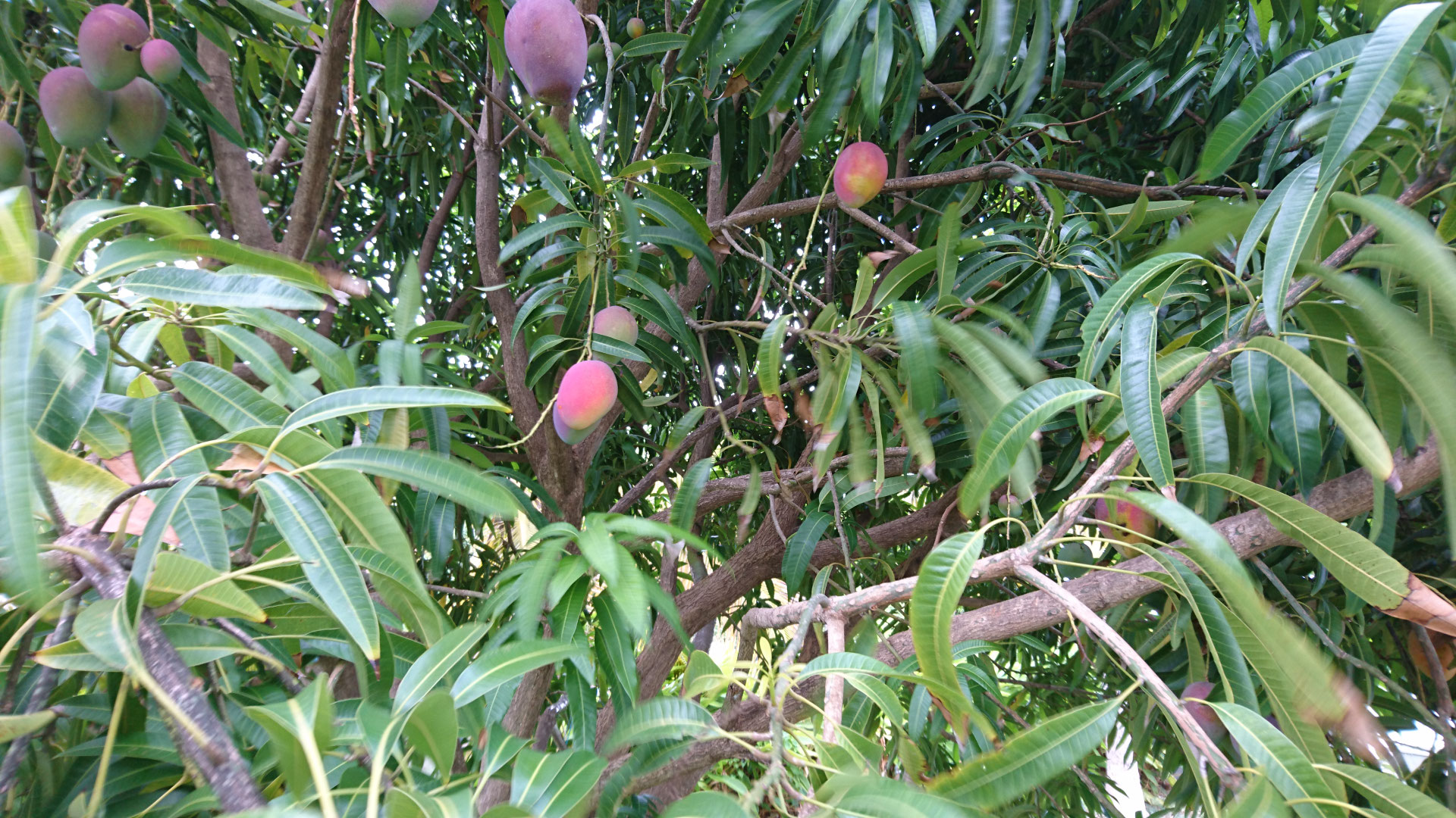 Les mangues sont mûres! - Site de acacia-guadeloupe
