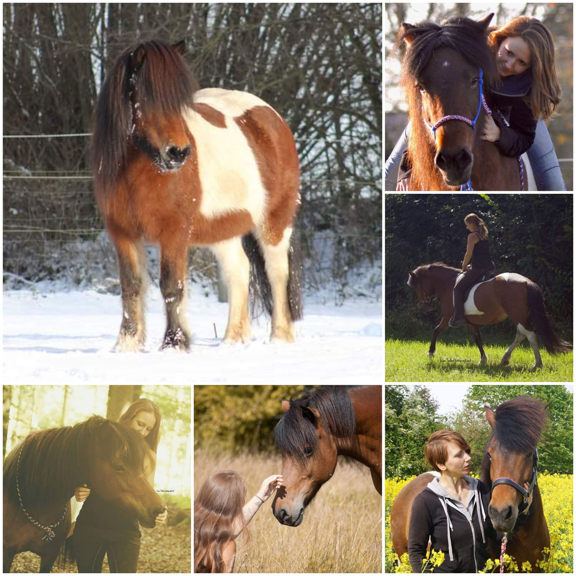 Nummer 6 - islandpferde vom himnatoeltari