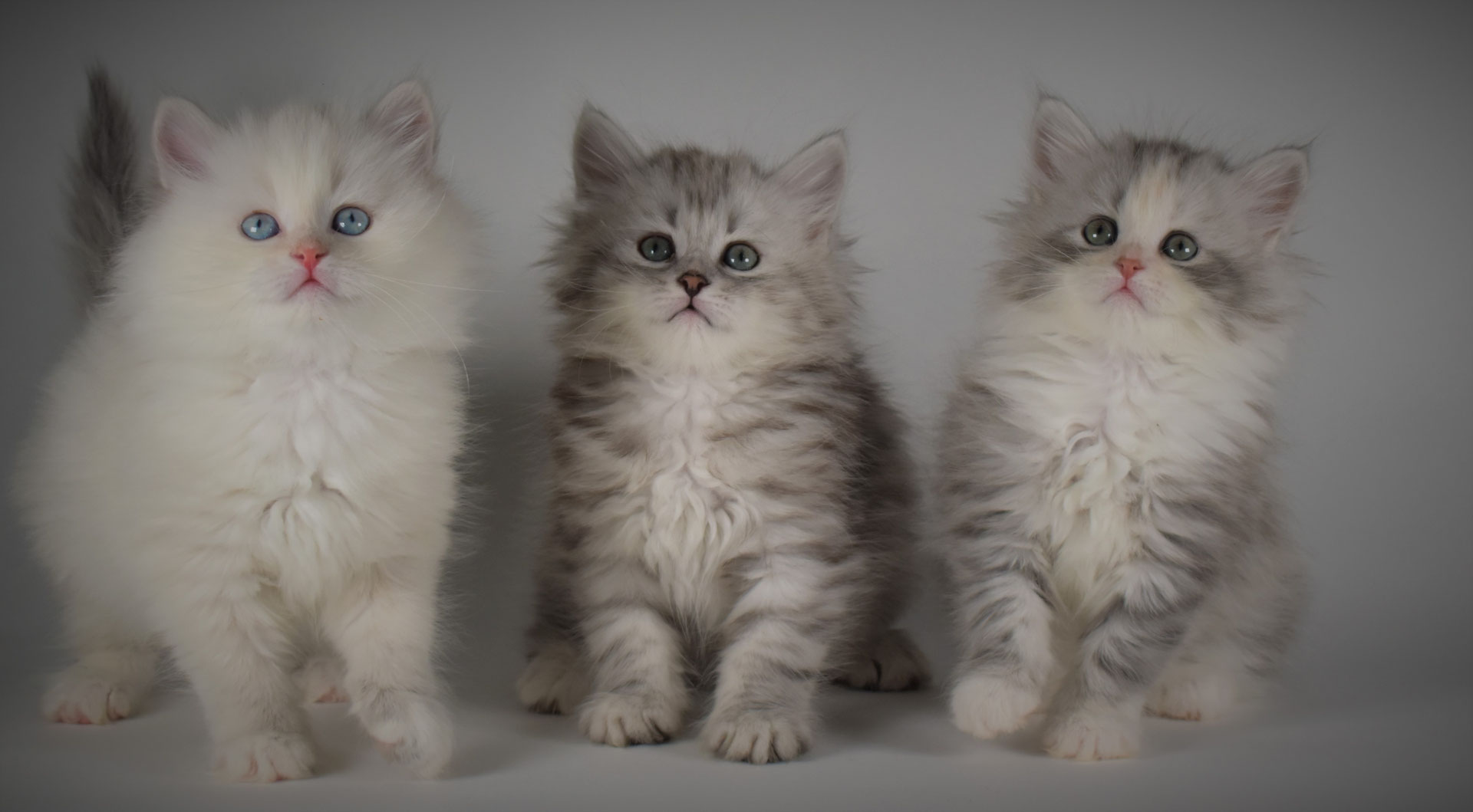 CUCCIOLI DISPONIBILI Allevamenti Gatto Siberiano - Gemme del Nord