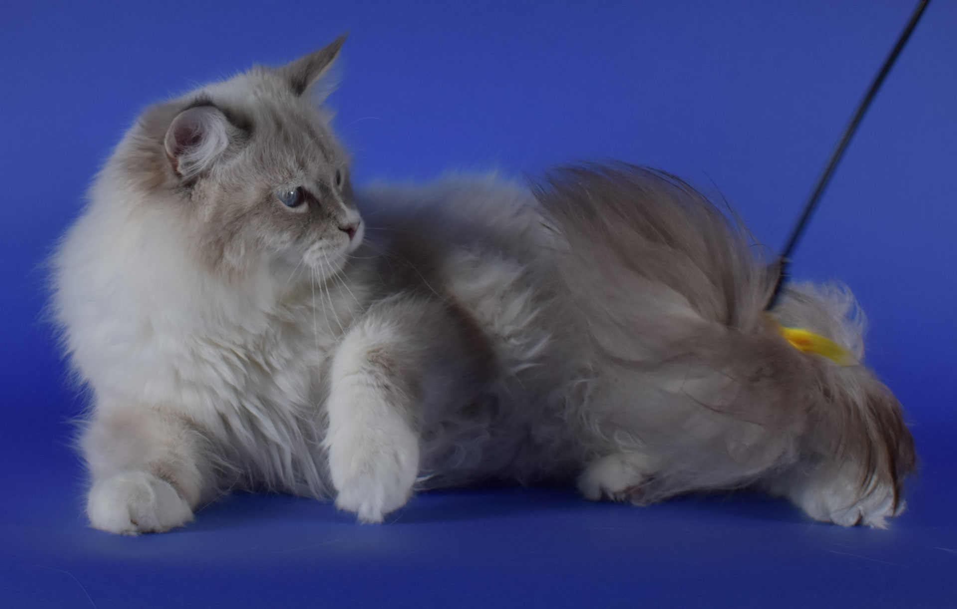 Allevamento gatti siberiani - Il gatto siberiano - Gemme del Nord