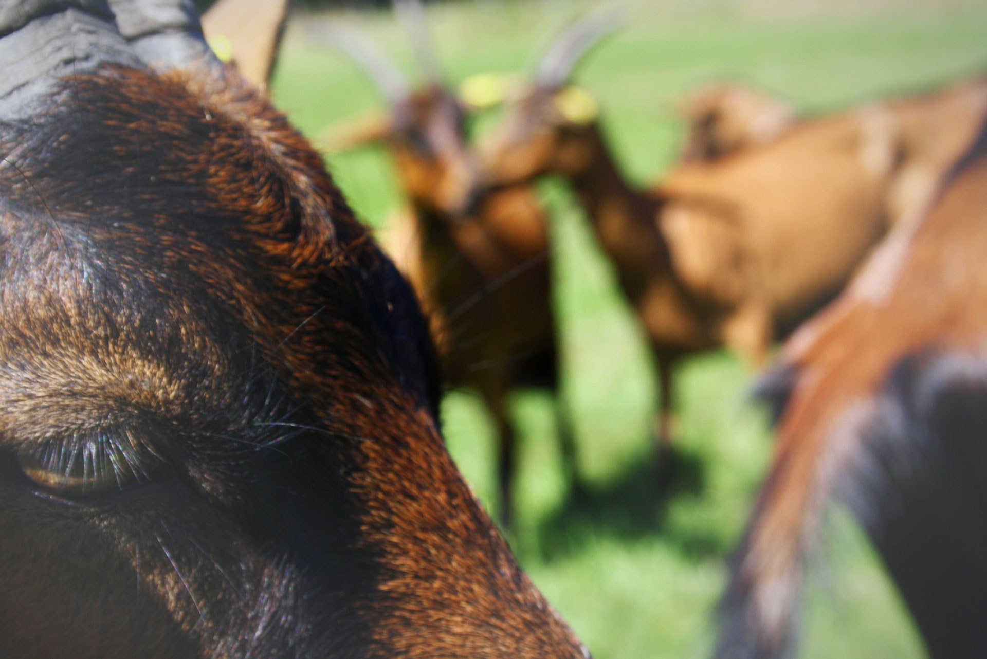 Contact - LES CHEVRES DE CHAZALON