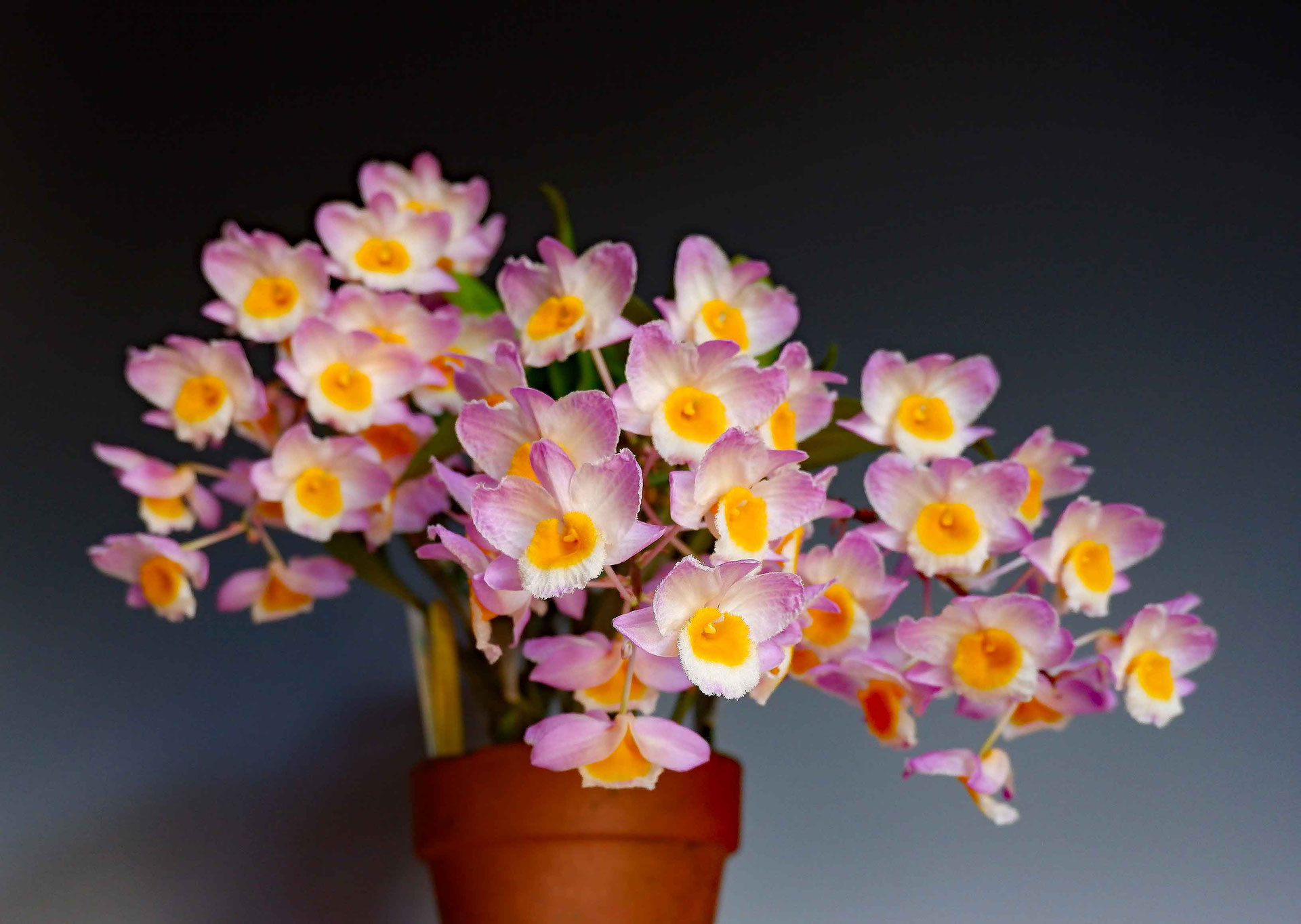 Den.farmeri - suikouorchids ページ！